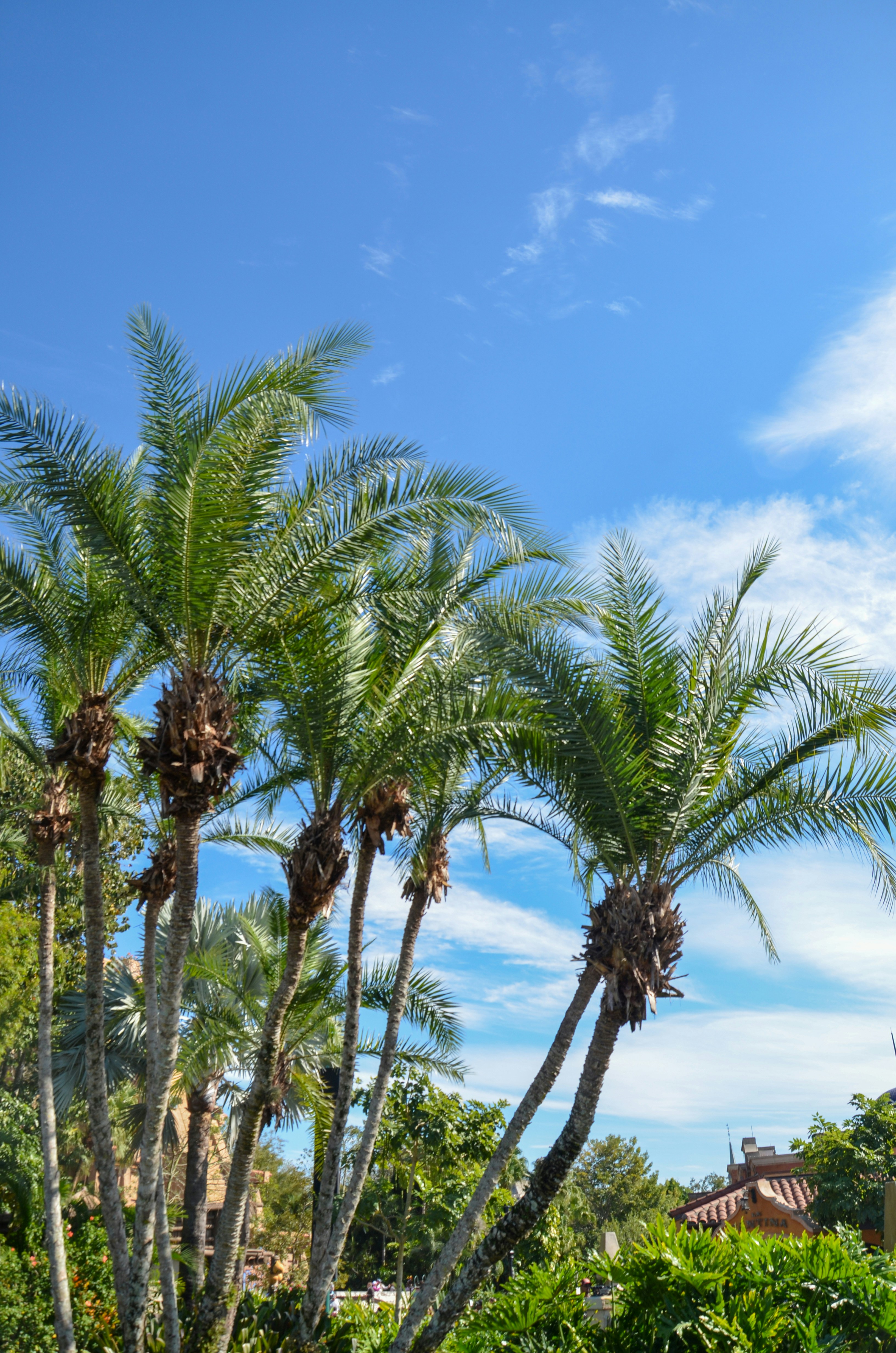 A group of palm trees with a blue sky in the background photo – Free ...
