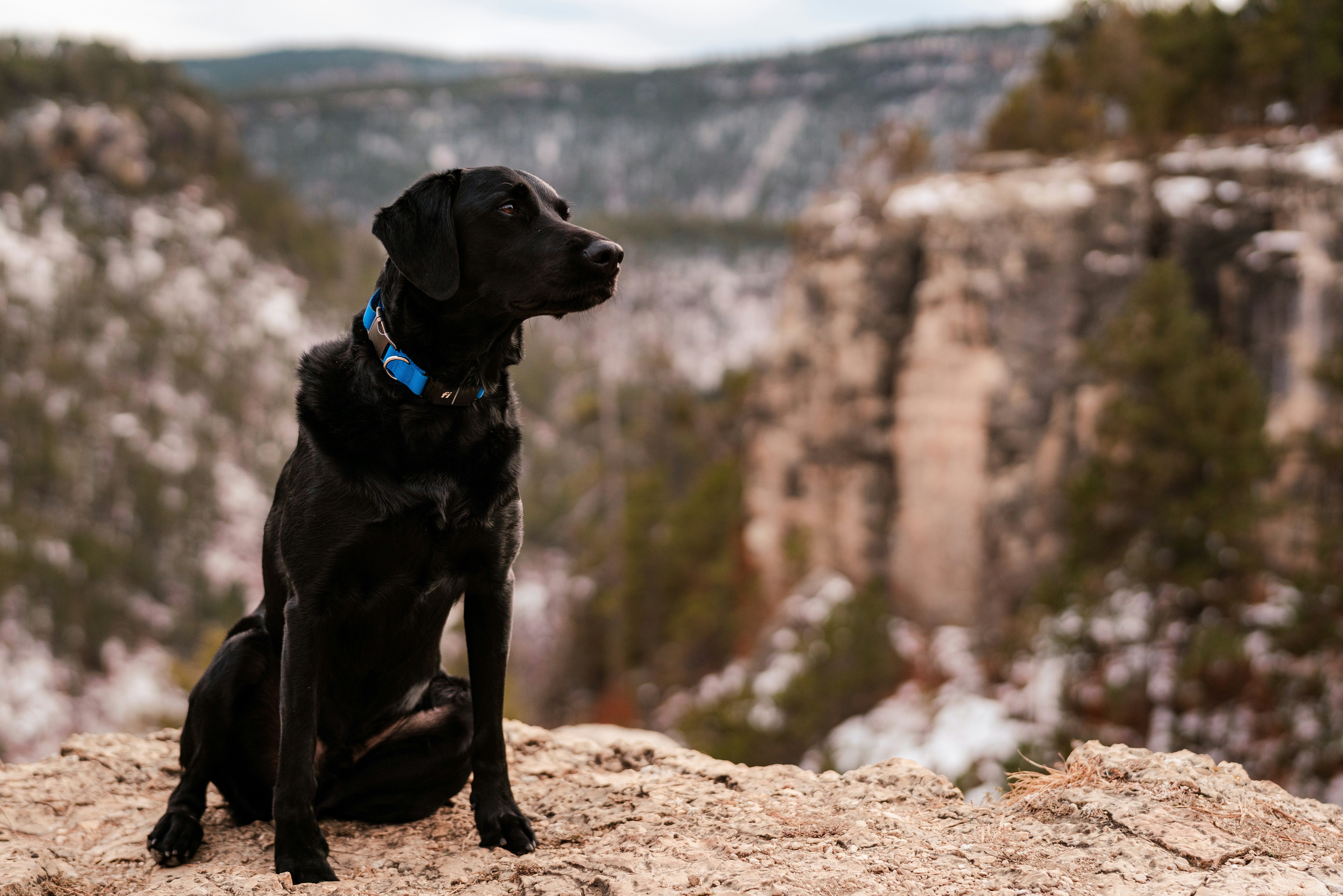 Off-Leash Adventures Unleashed: Hiking Safety Tips For Happy Tails ...