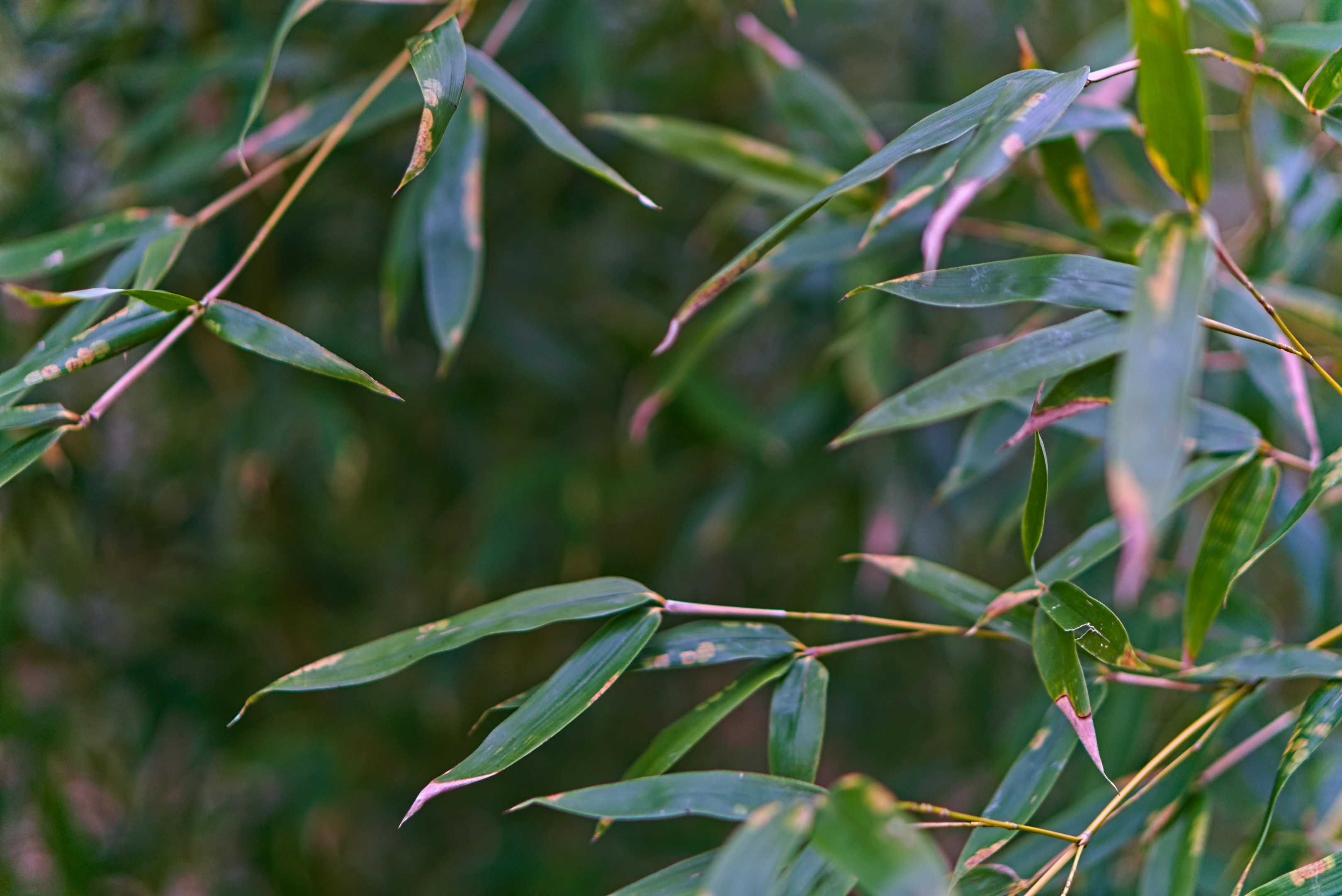 Lush green bamboo leaves gently swaying in a soft breeze, creating a serene backdrop of nature's tranquility.