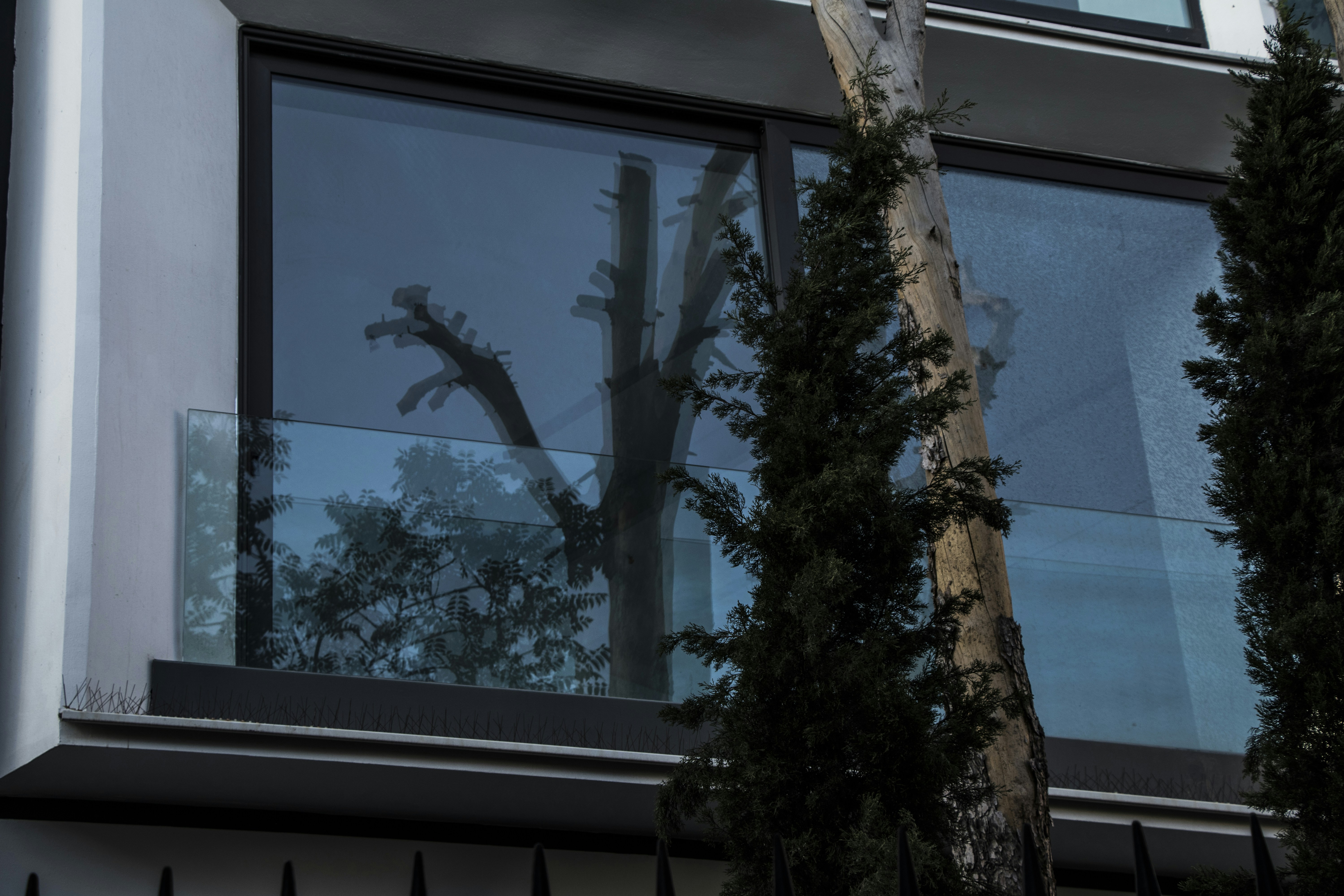 Facade Reflection: Branch Silhouette in Glass