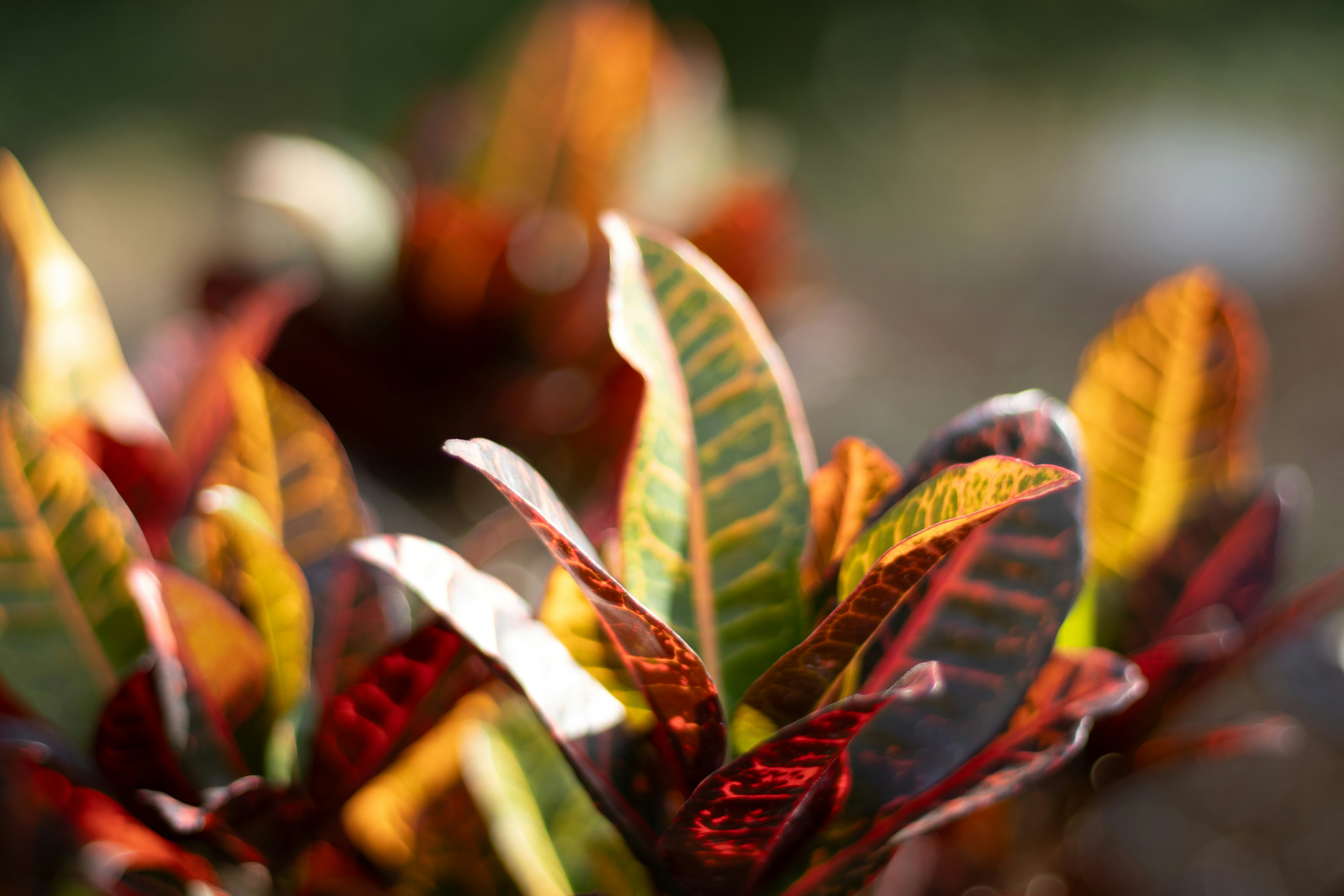 Crimson Amber Croton: Color Burst with Gentle Bokeh