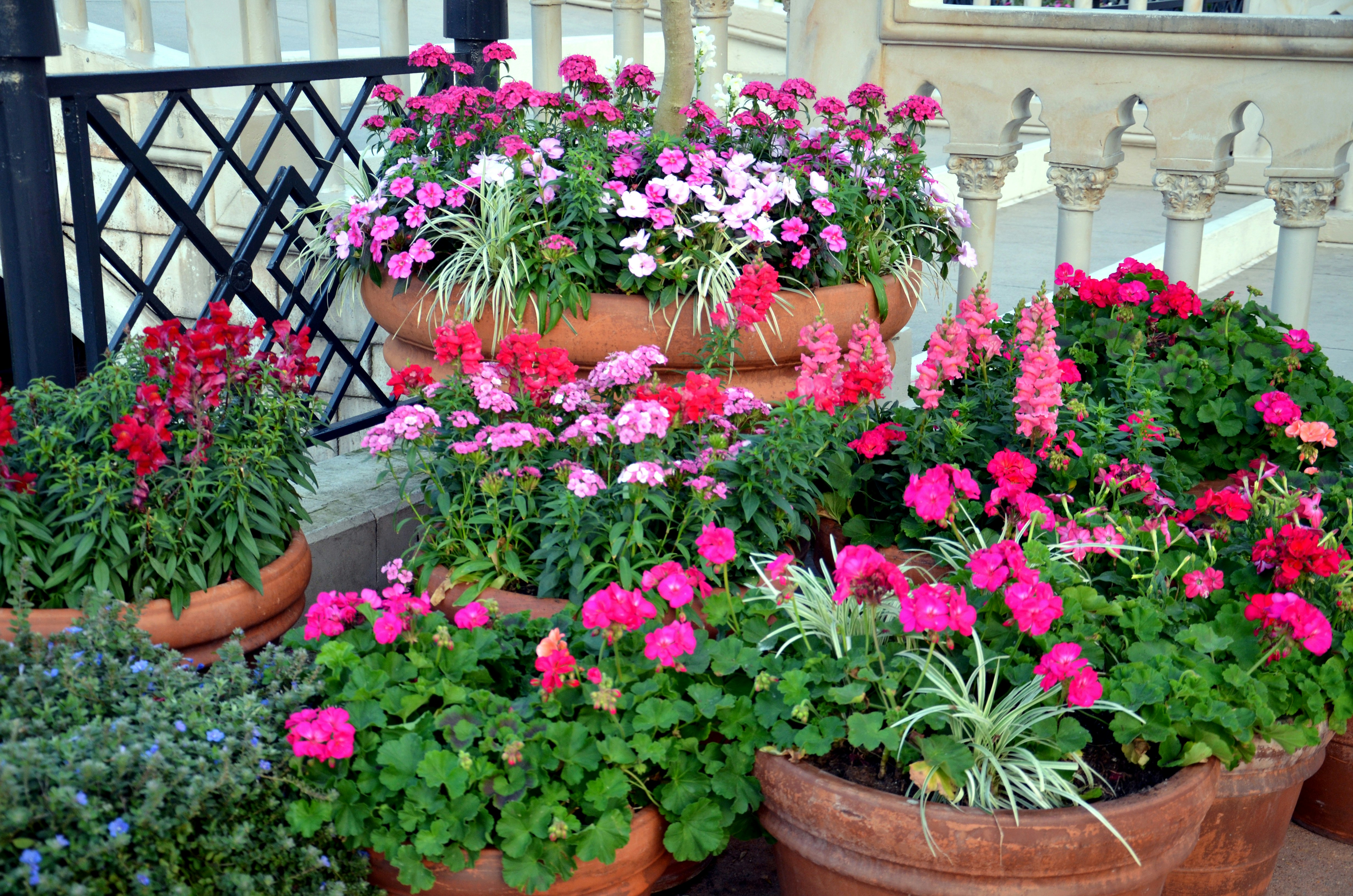 A bunch of flowers that are in some pots photo – Free Flowers Image on ...