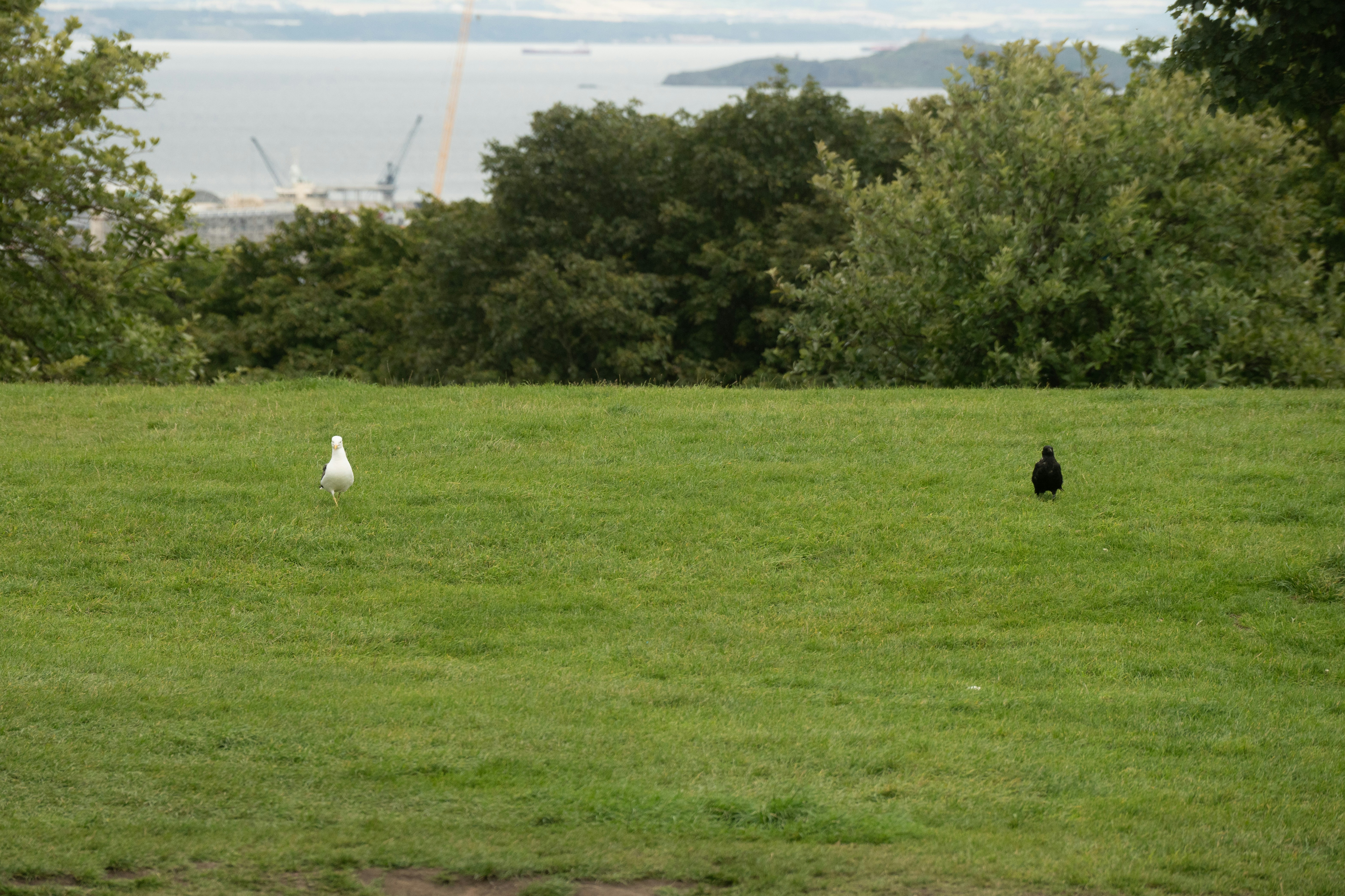 A white bird and a black bird stand apart on a lush green field with trees in the background.