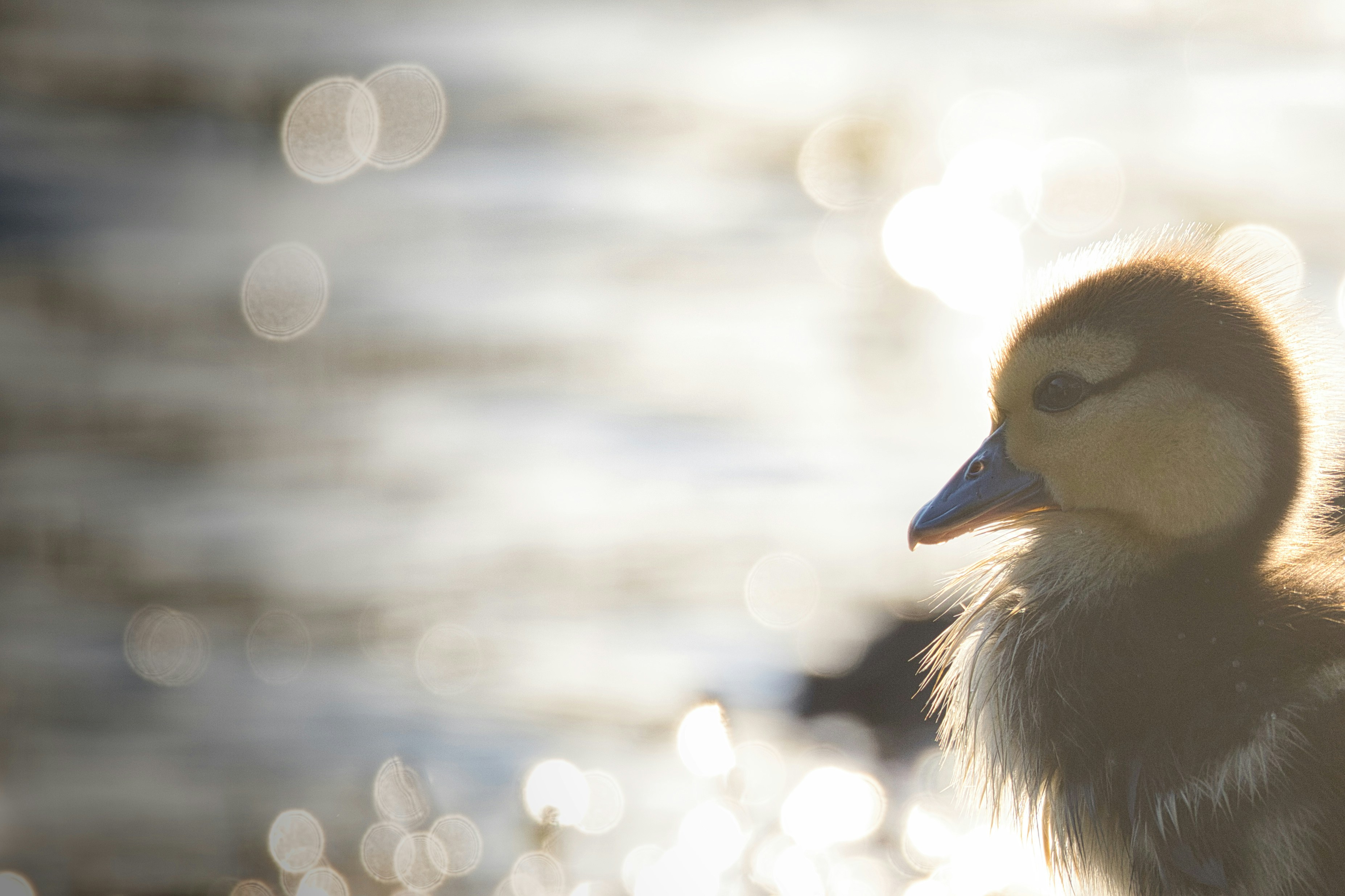 A duck is standing in front of a body of water photo – Free Duck Image ...