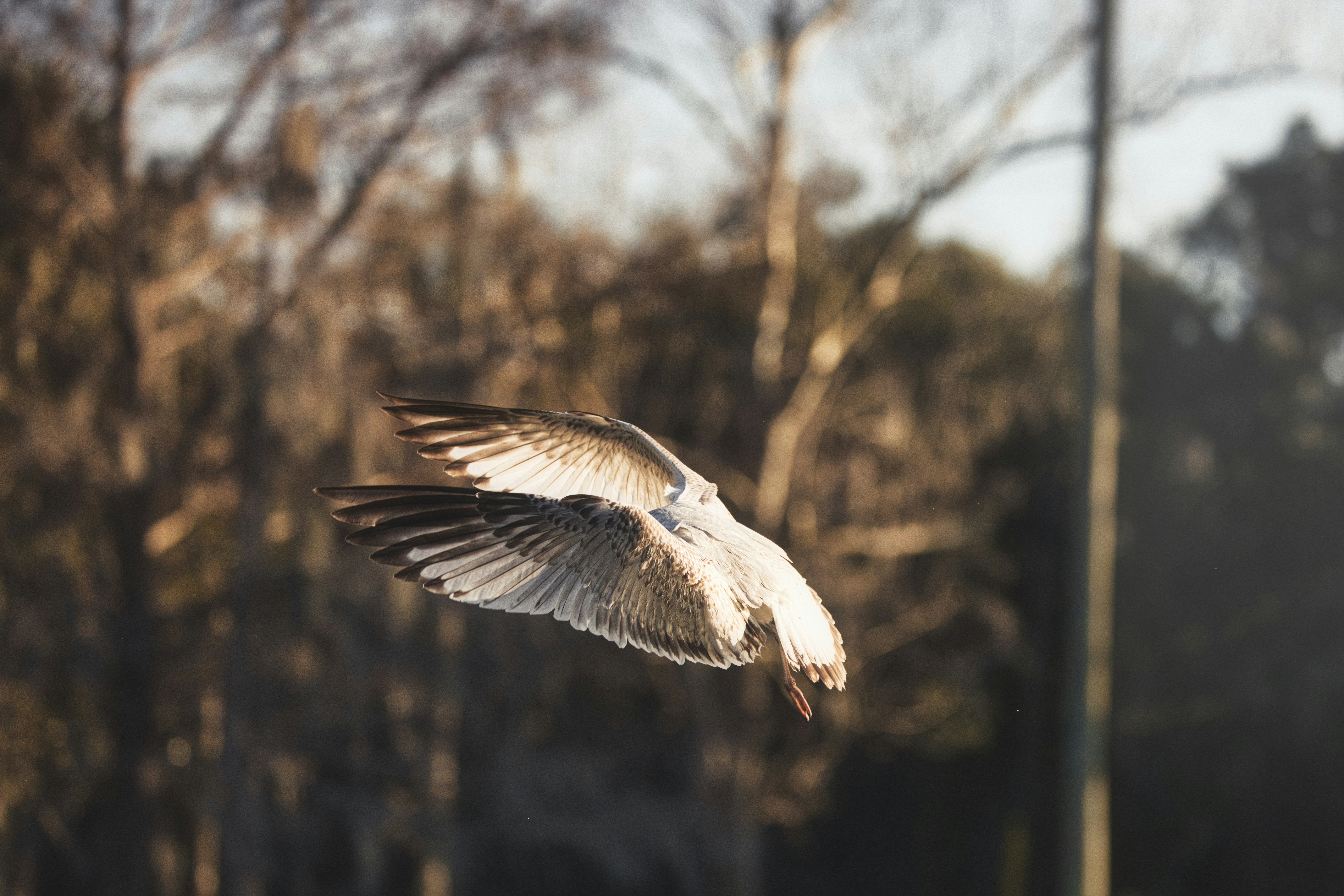 Gull in Glide over a Quiet Autumn Forest