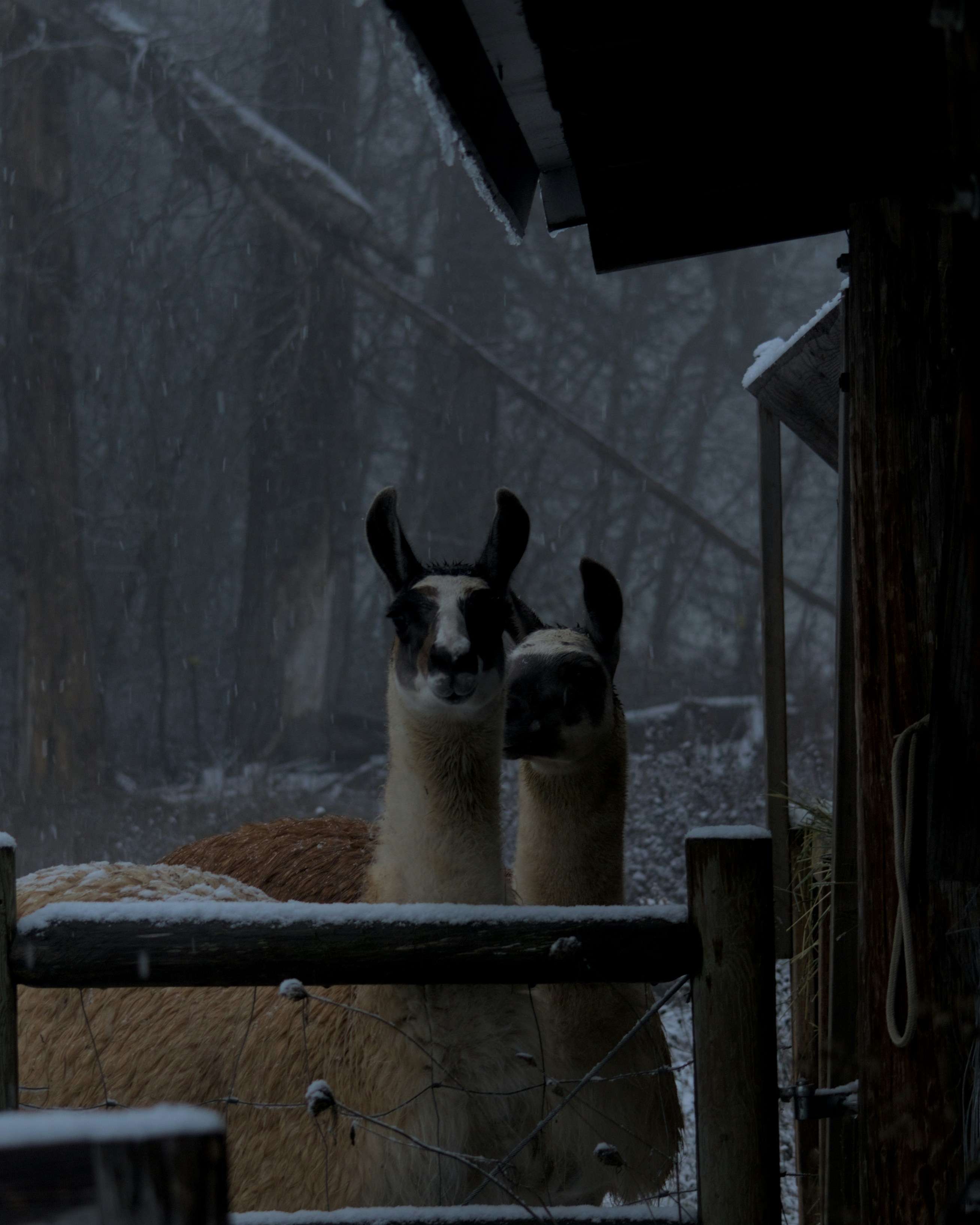 A couple of llamas standing next to each other photo – Free Animal ...