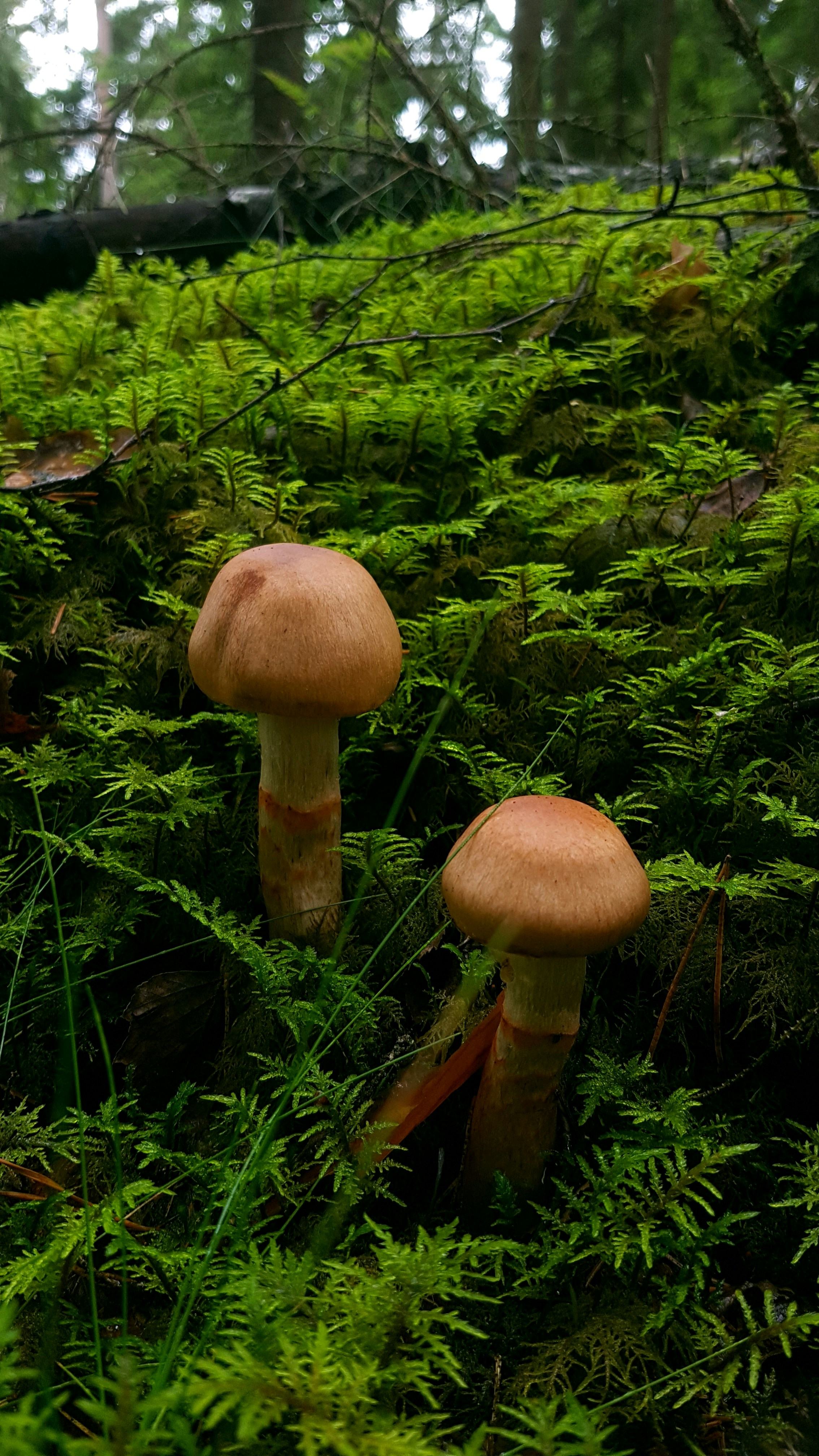 Amber-capped duo emerging through emerald moss in damp woodland