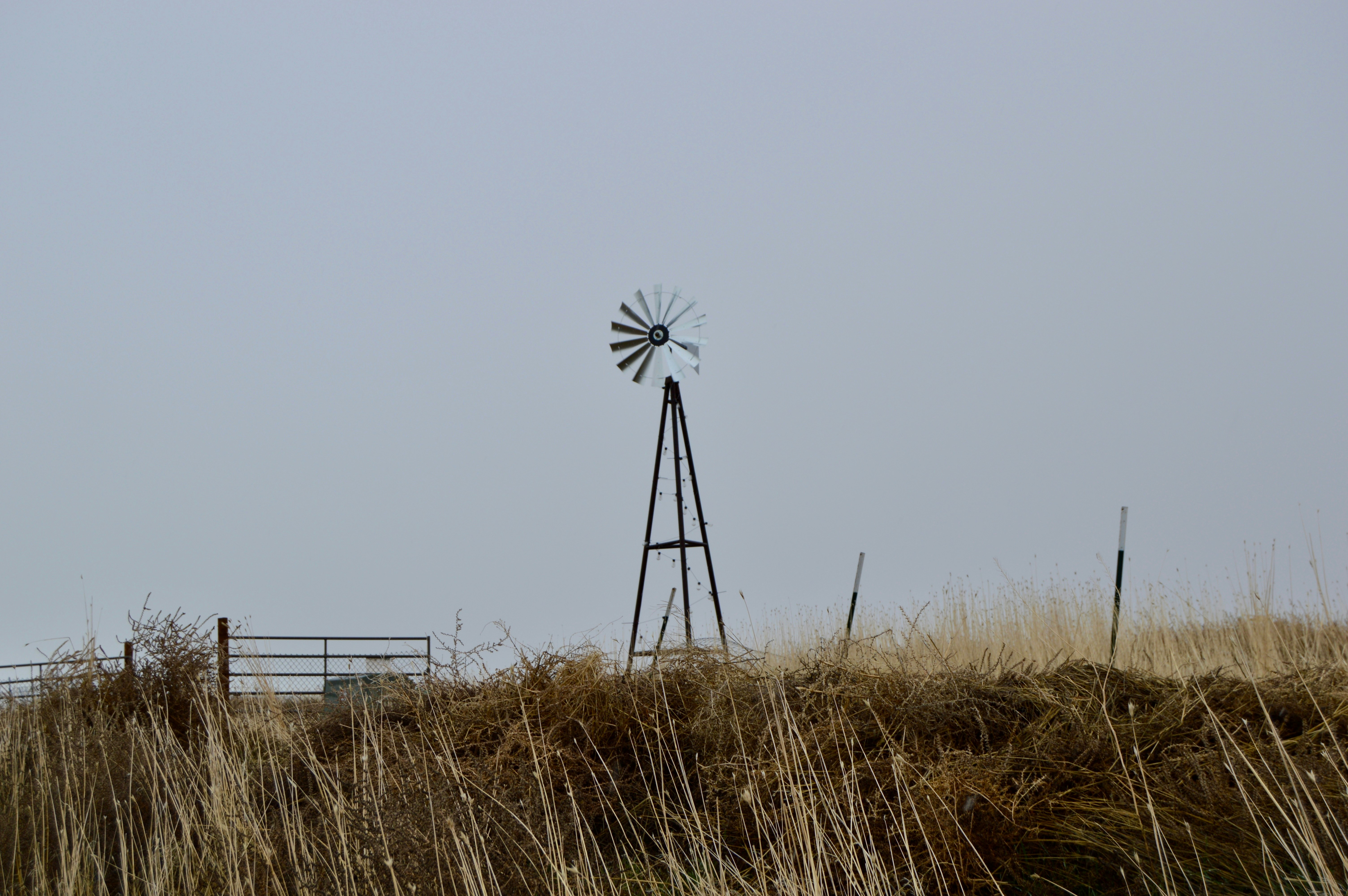 Windmill Sentinel Above a Sea of Dry Grass