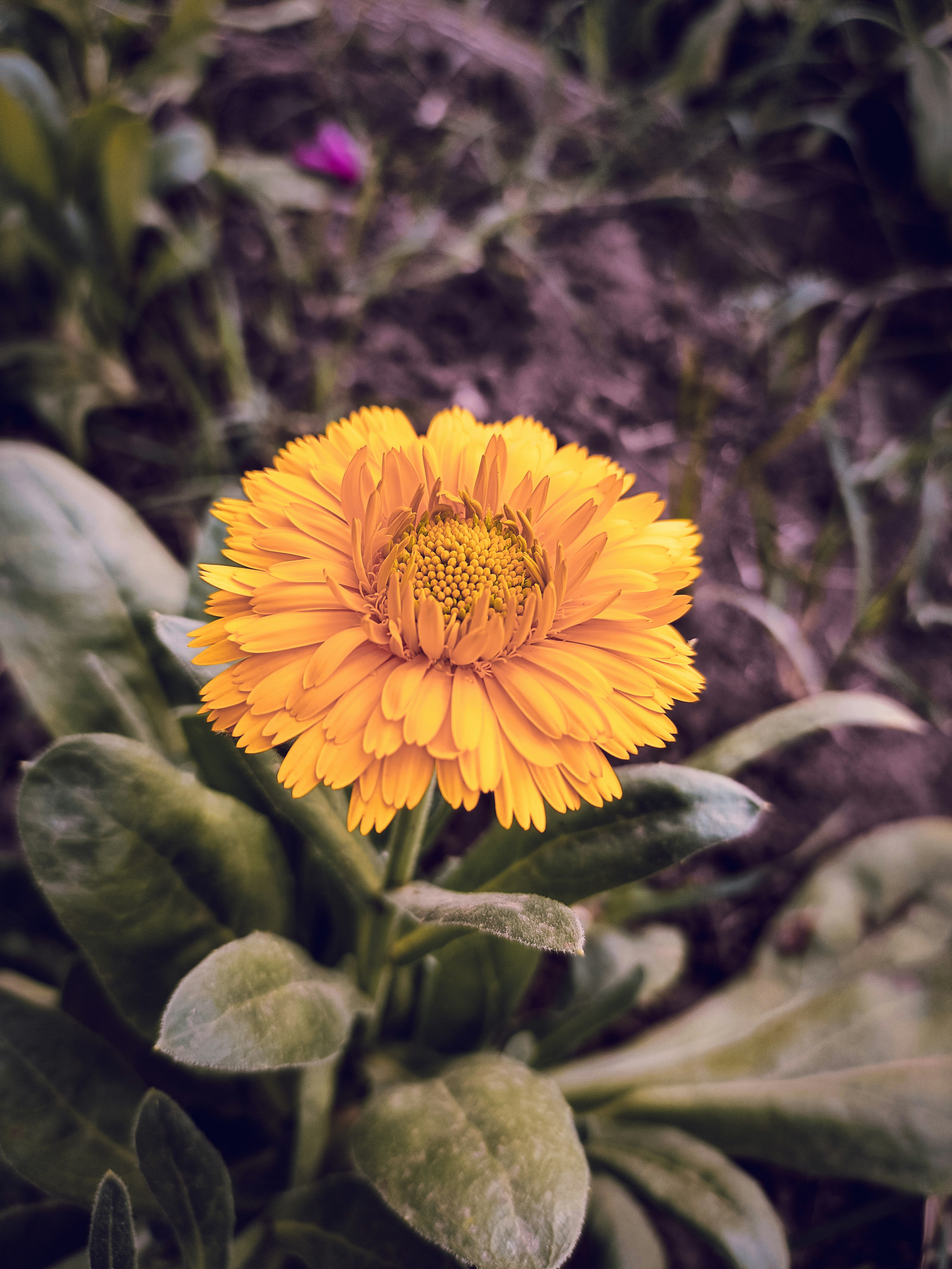 Close-up photograph of a vibrant orange calendula with a softly blurred garden background.