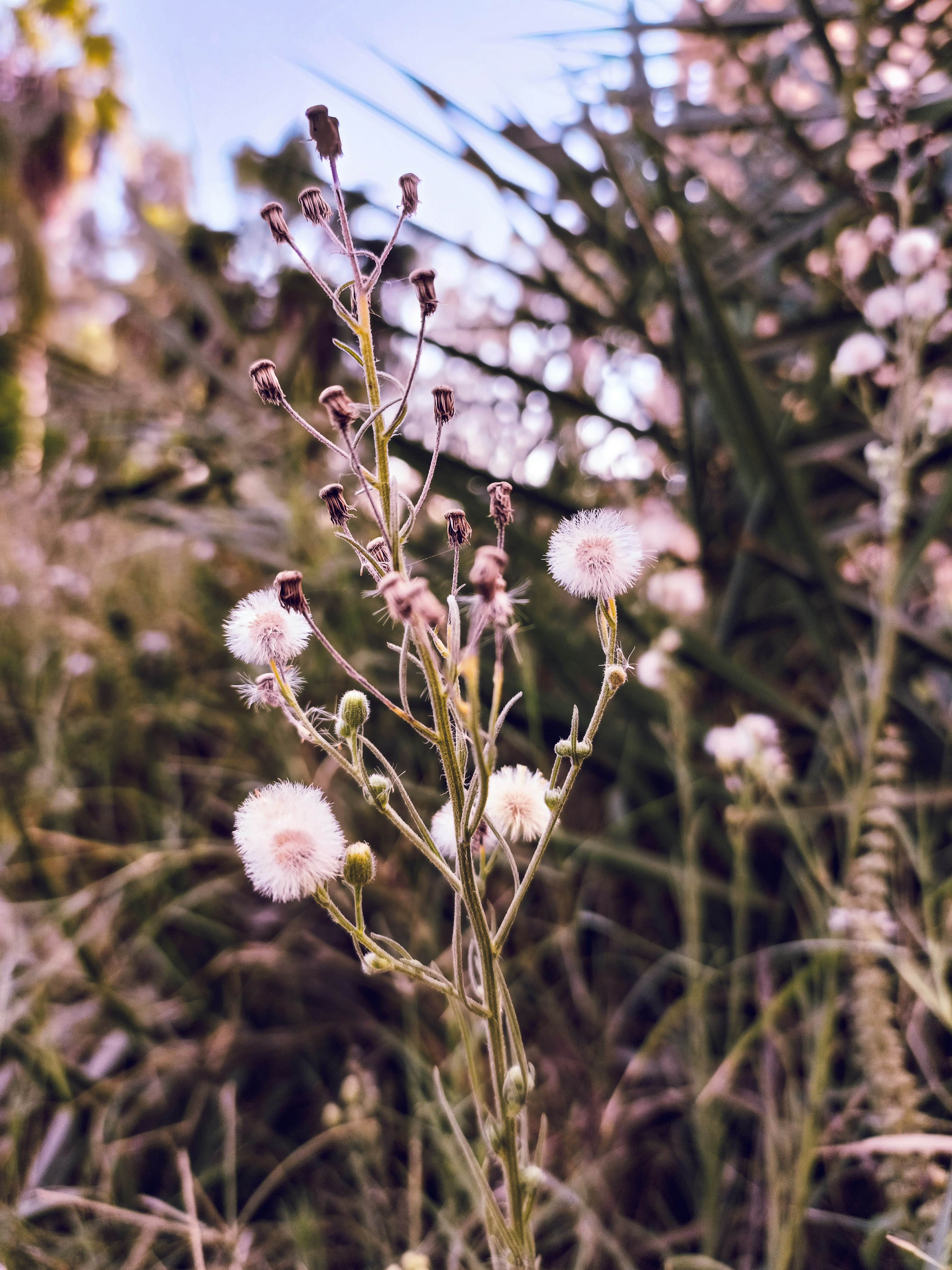 Close-up photograph of delicate white seed-head flowers on slender stems, with a soft, blurred meadow background.