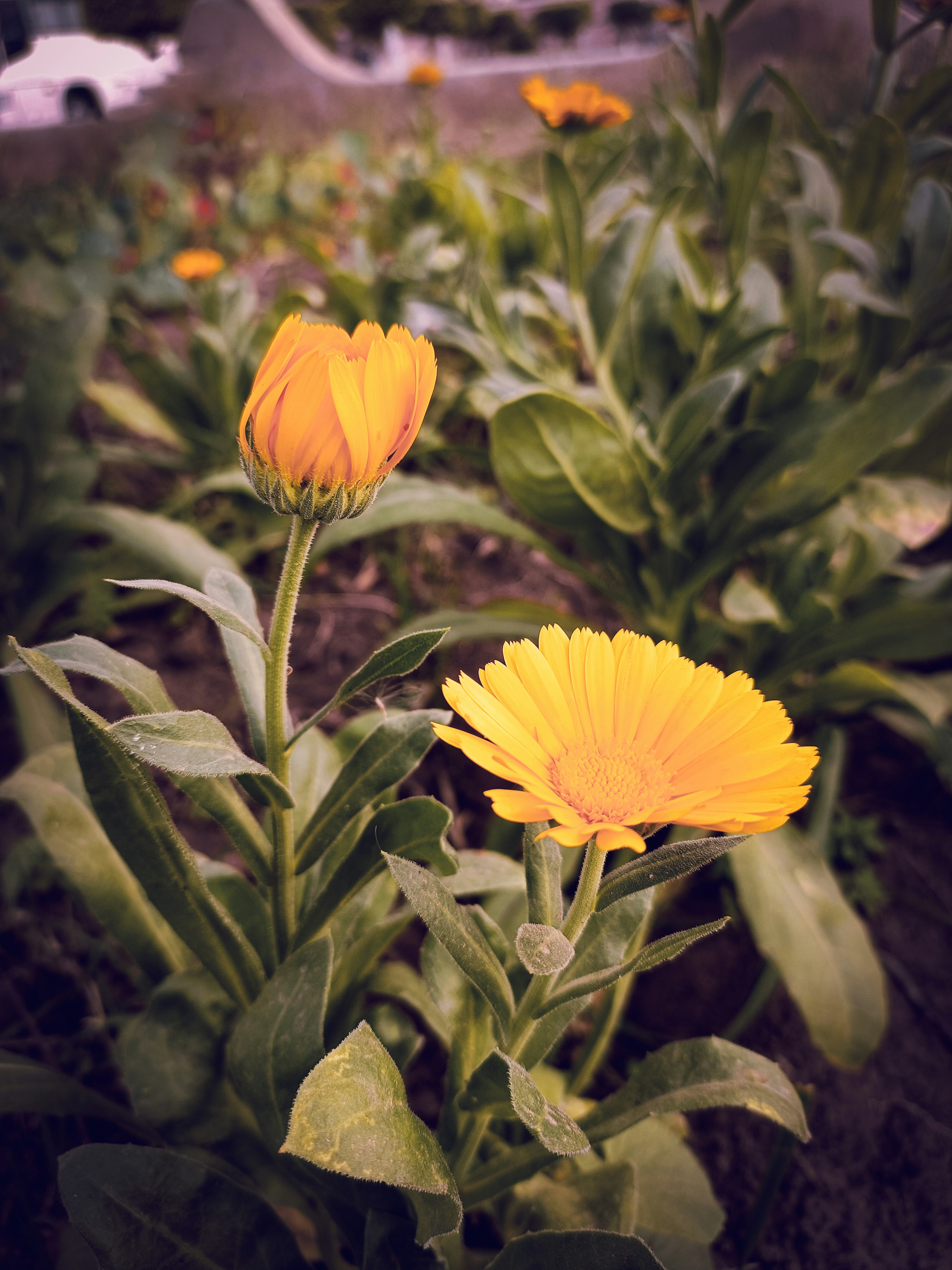 Close-up of a vibrant yellow calendula blooming among green leaves in a garden, with the foreground flower in sharp focus and the background softly blurred.