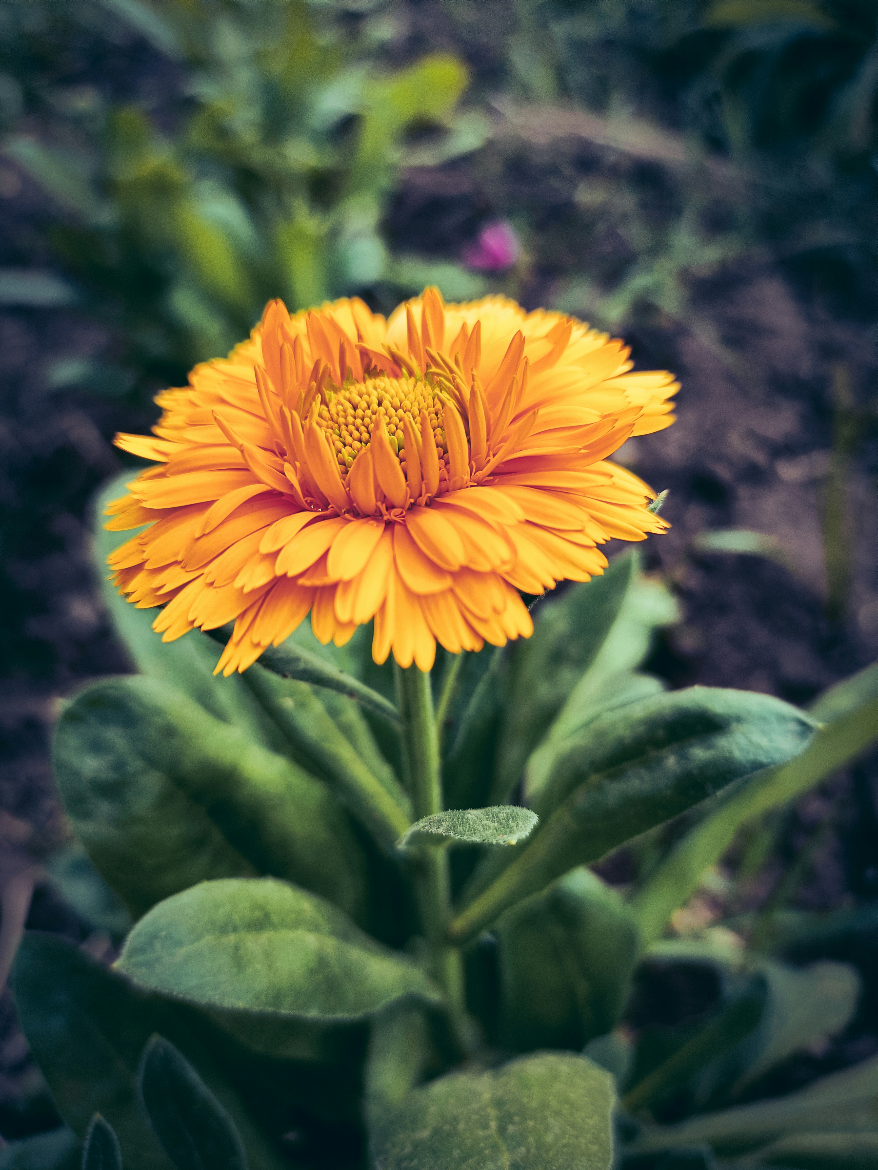 a yellow flower with green leaves in a garden