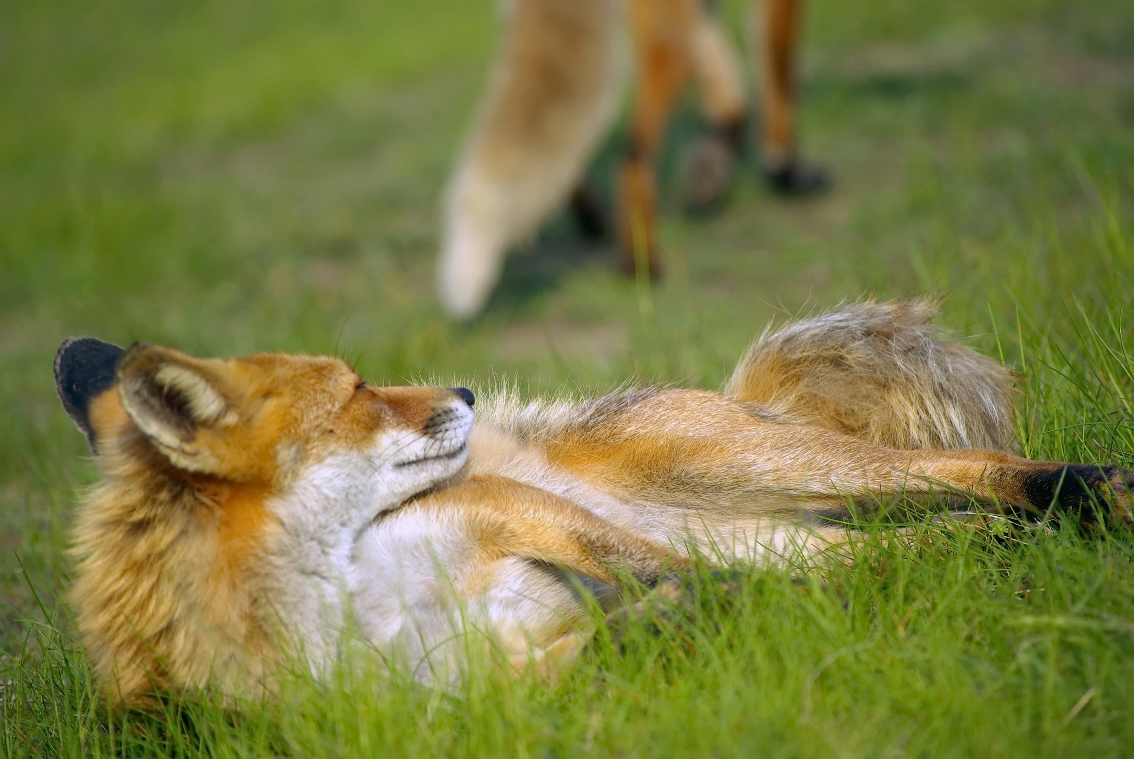 Family of 2 fox cubs close up