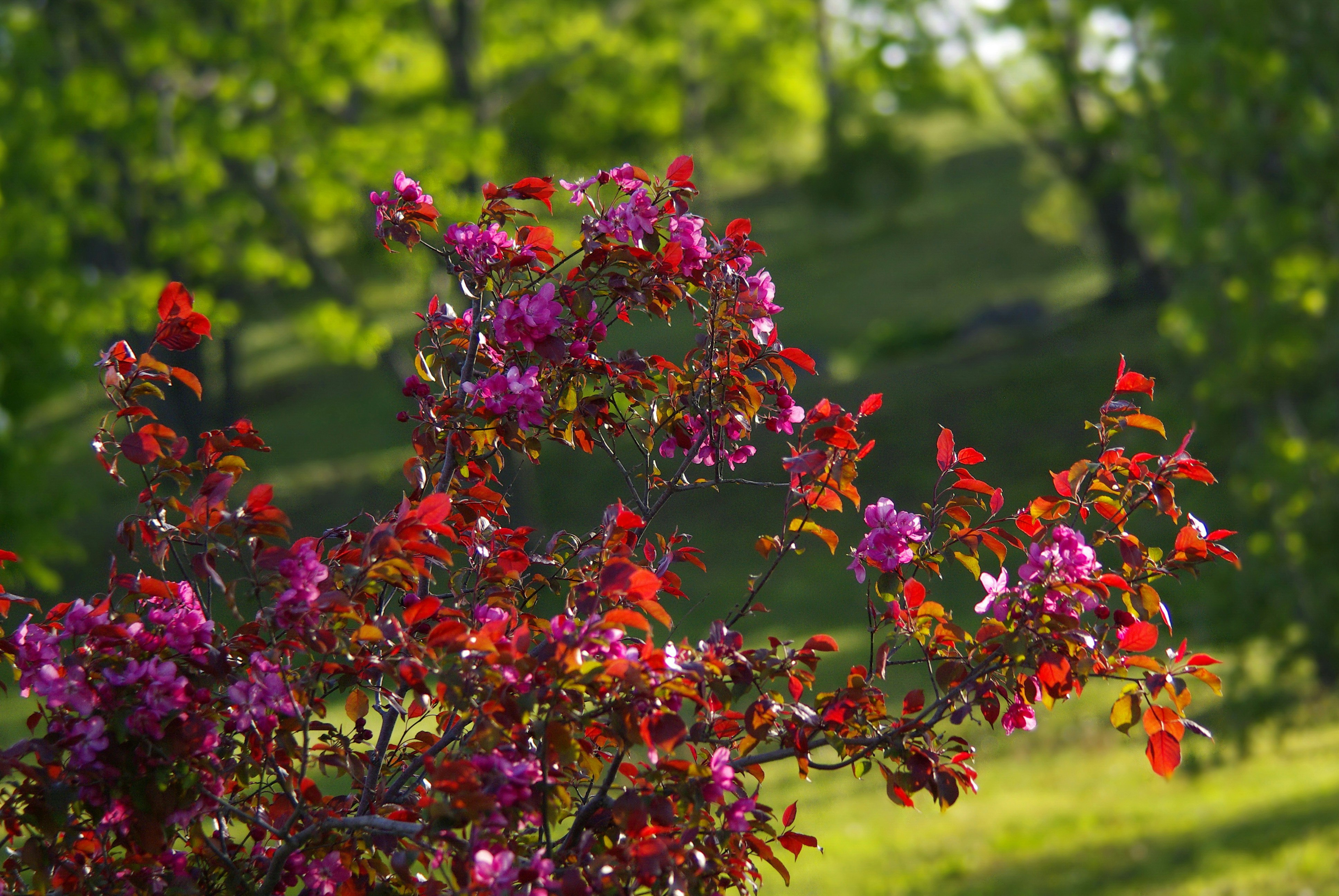 Decorative apple tree blooming with pink beautiful flowers, closeup image of blossom, springtime, apple tree garden