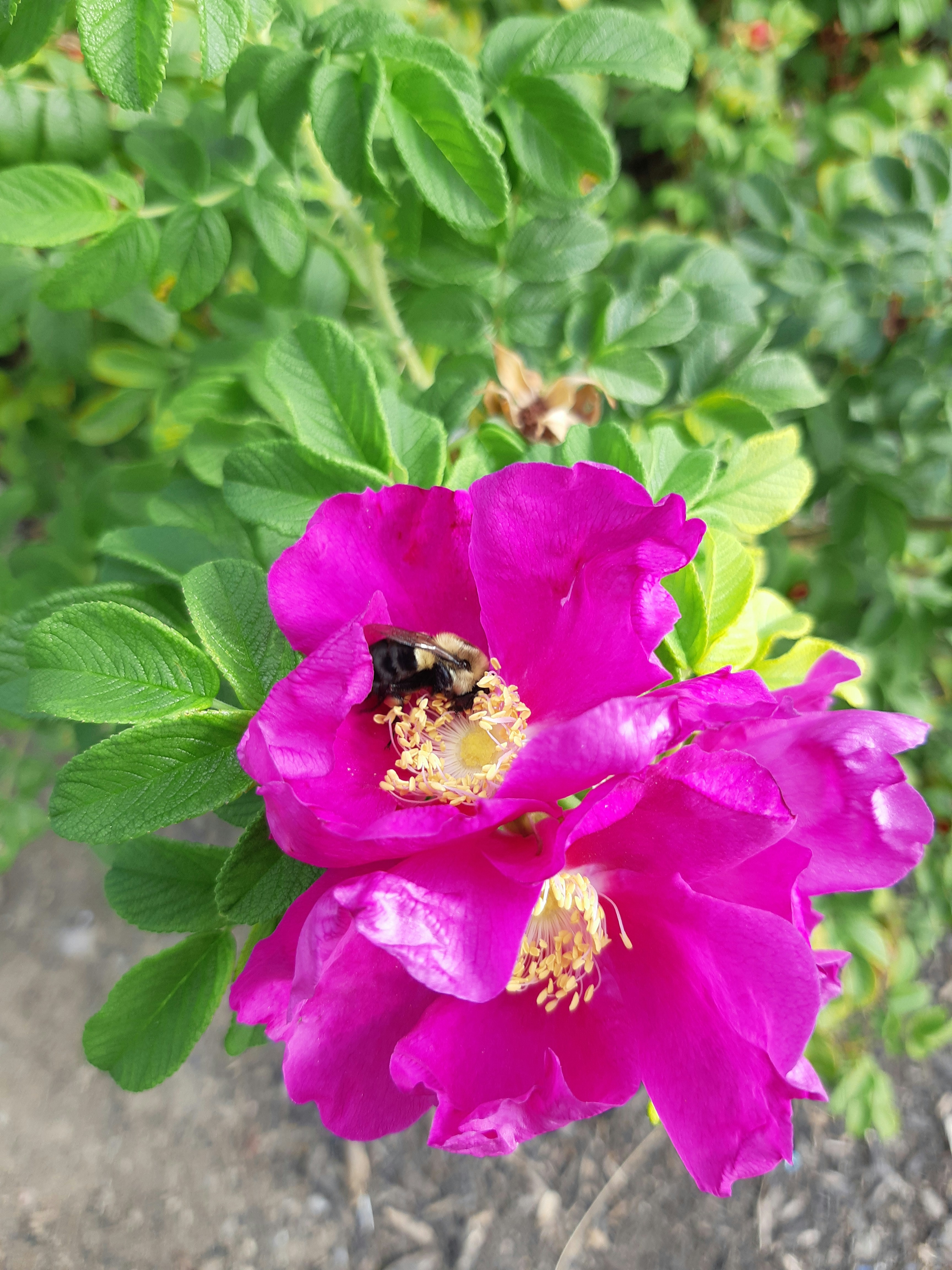 Macro photograph of a vivid magenta bloom with a bee at its center, surrounded by green leaves.