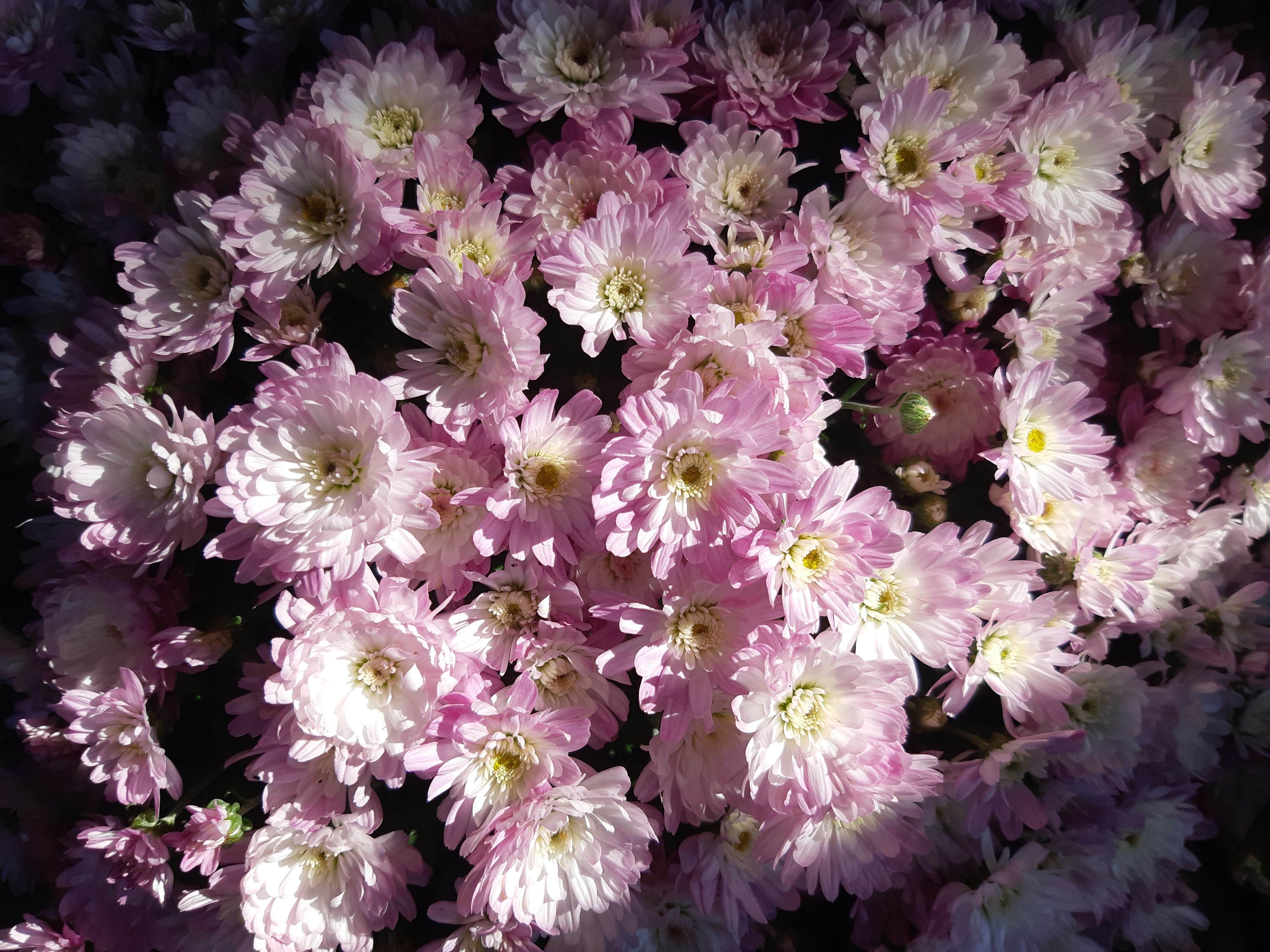 Close-up of densely packed pink chrysanthemums with pale centers, forming a soft floral mosaic. The image highlights delicate petal texture and the color gradient from pale pink to deeper rose.