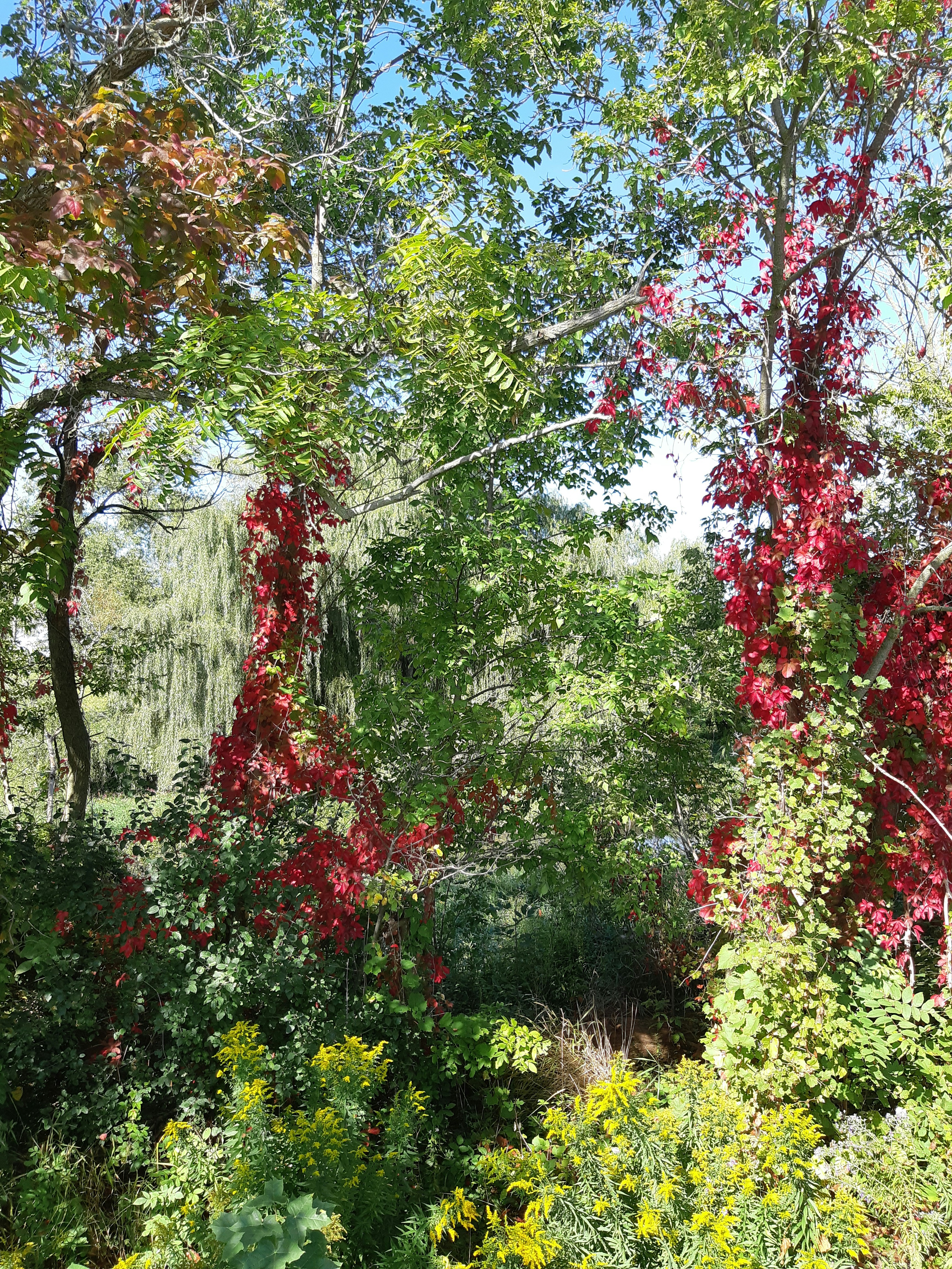 Sunlit garden scene with crimson and pale-cream flowering vines climbing tree trunks, framing lush green foliage. Bright yellow foreground blooms add contrast.