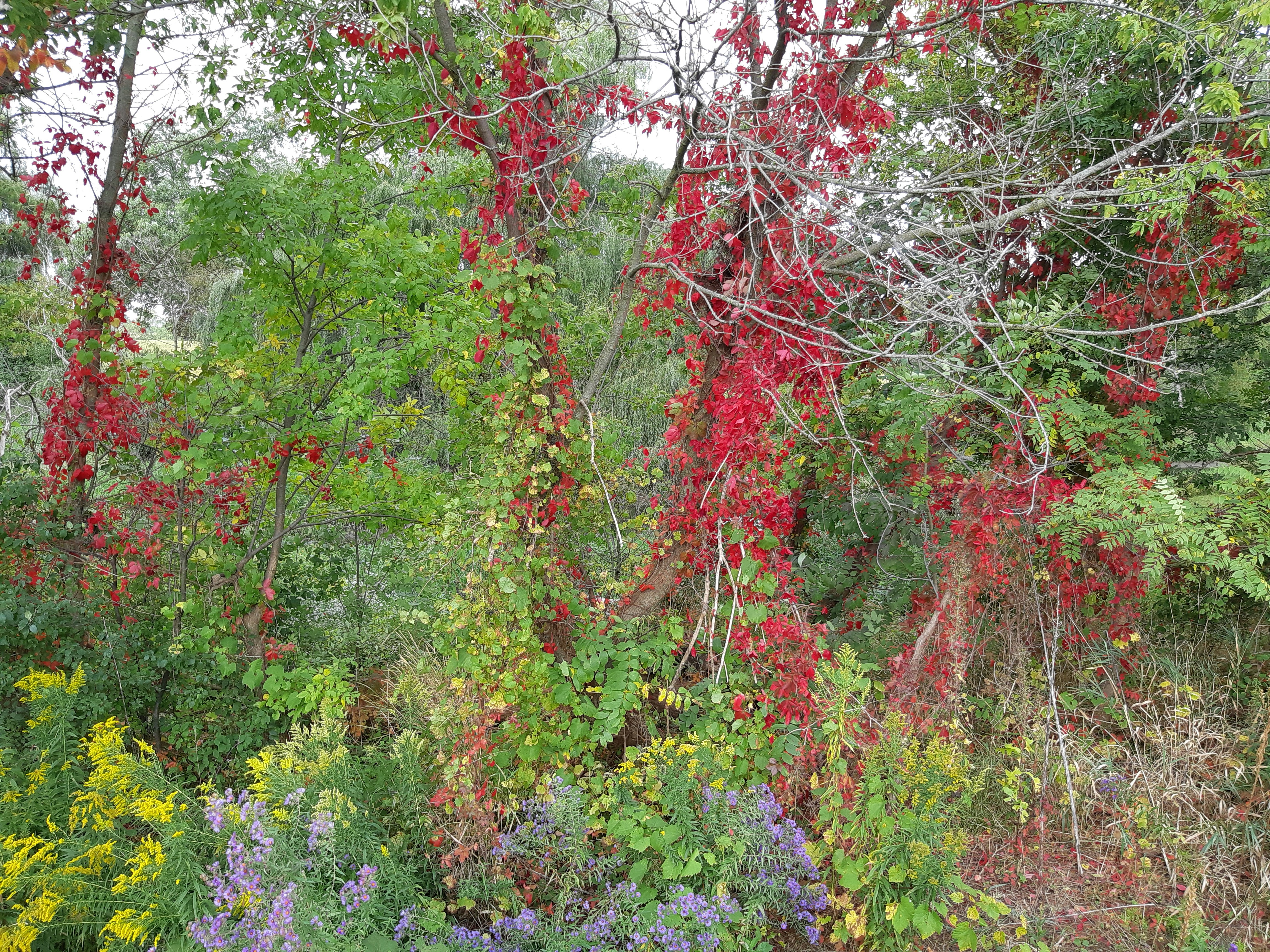 Photo by Doug R. W. Dunigan with Samsung Galaxy A8