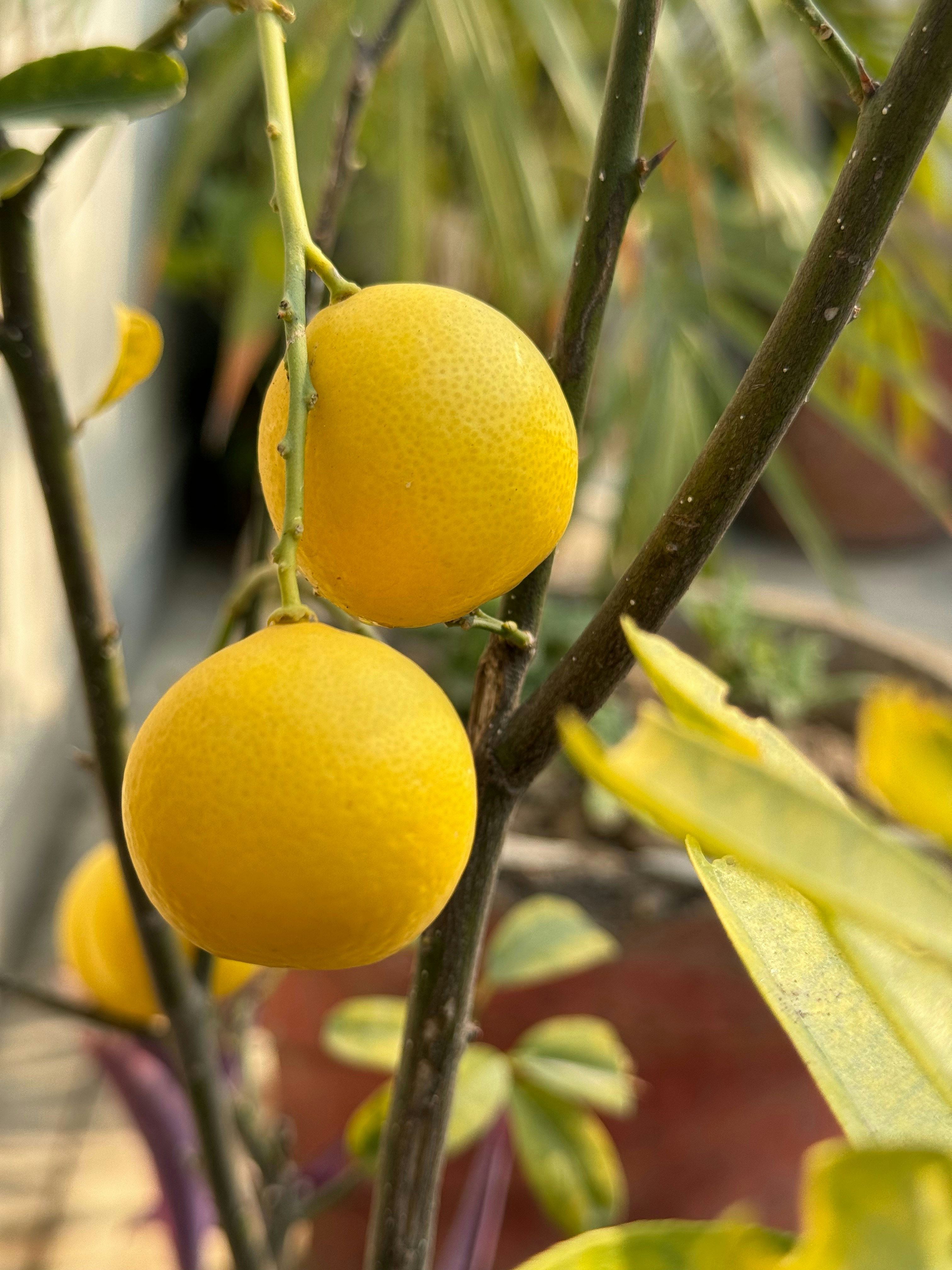 Sunlit Lemons on a Dark Stem: Close-Up Citrus with Creamy Bokeh