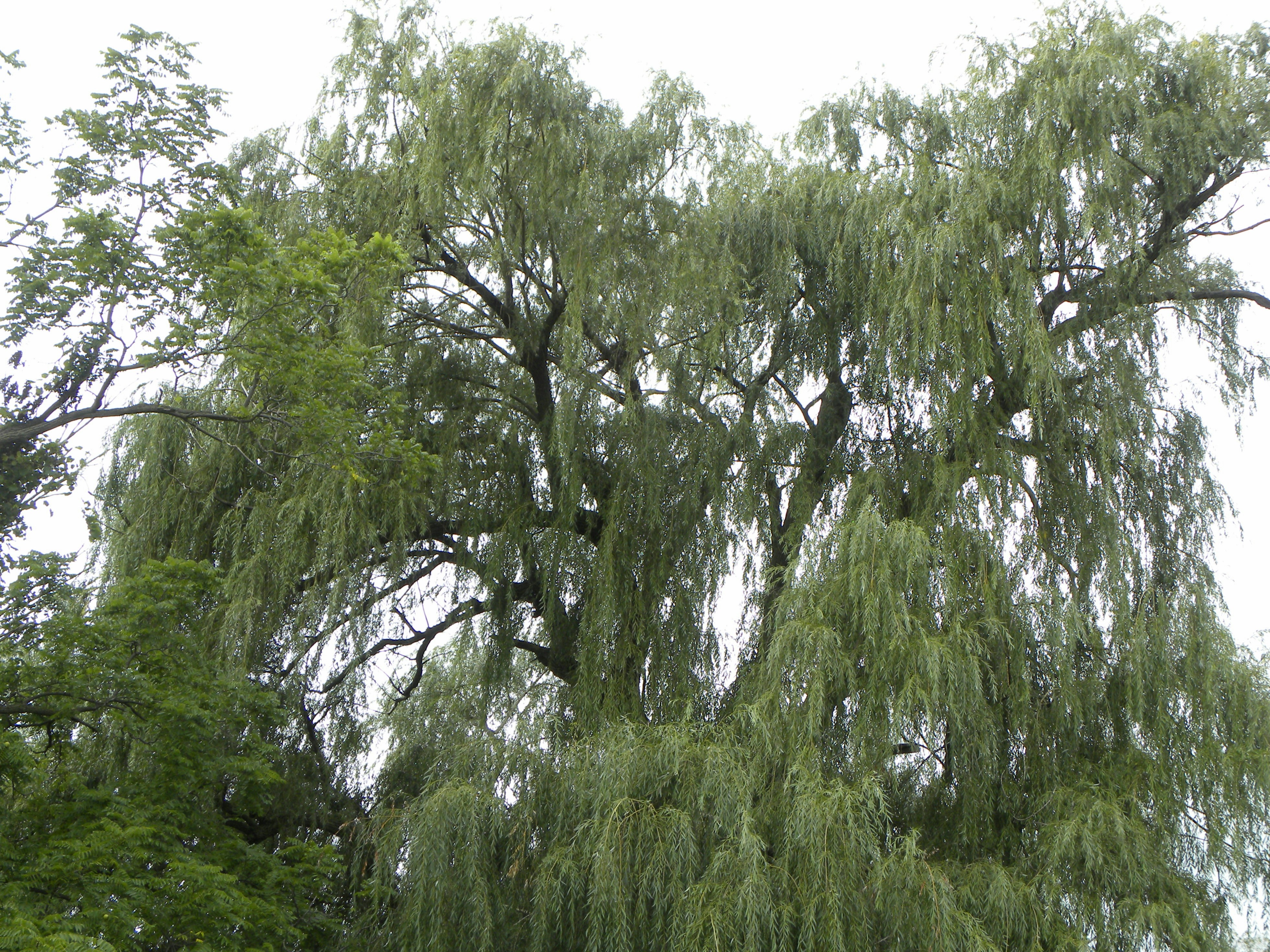 A dominant weeping willow showcases cascading, emerald-green branches forming a lush veil. The tranquil park setting is bathed in soft daylight.