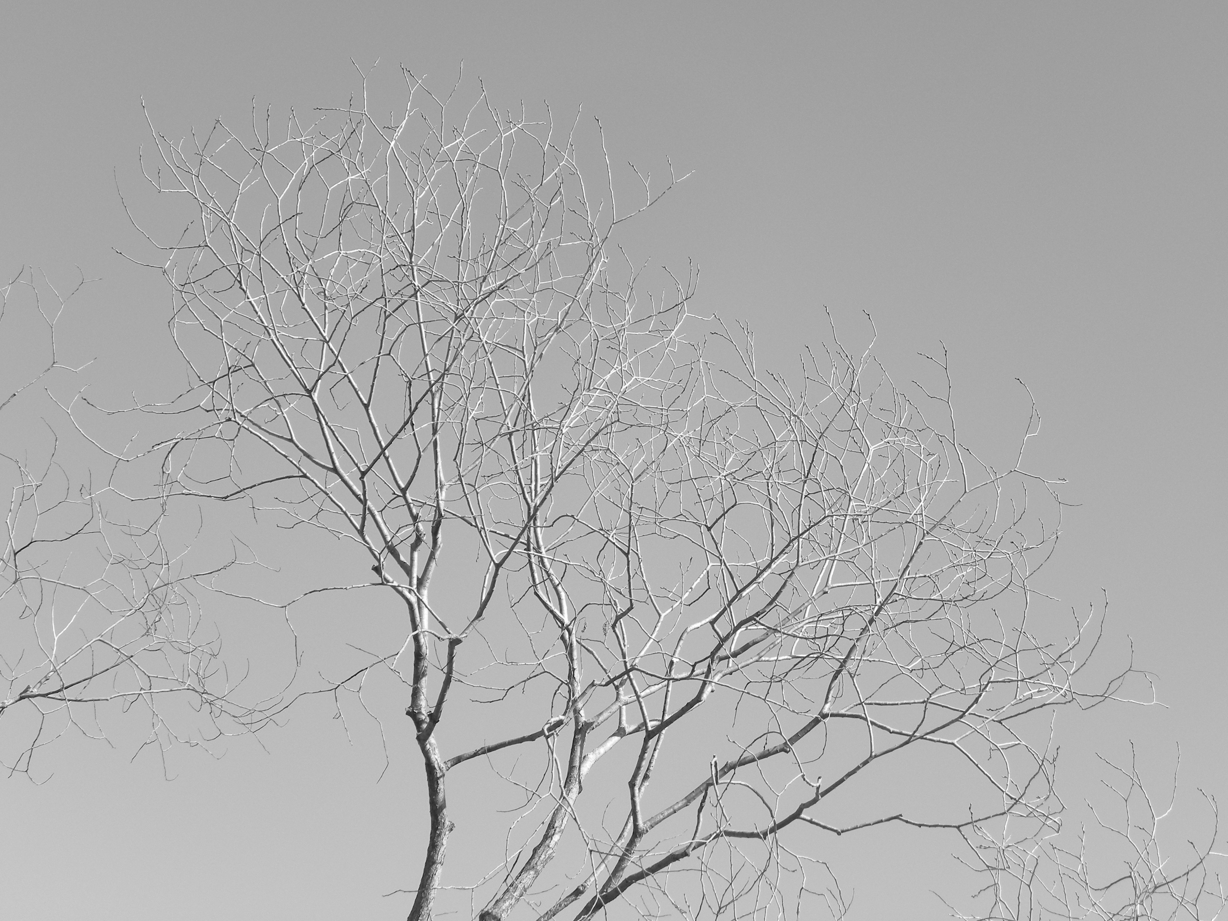A black and white photo of a tree without leaves photo – Free Plant ...