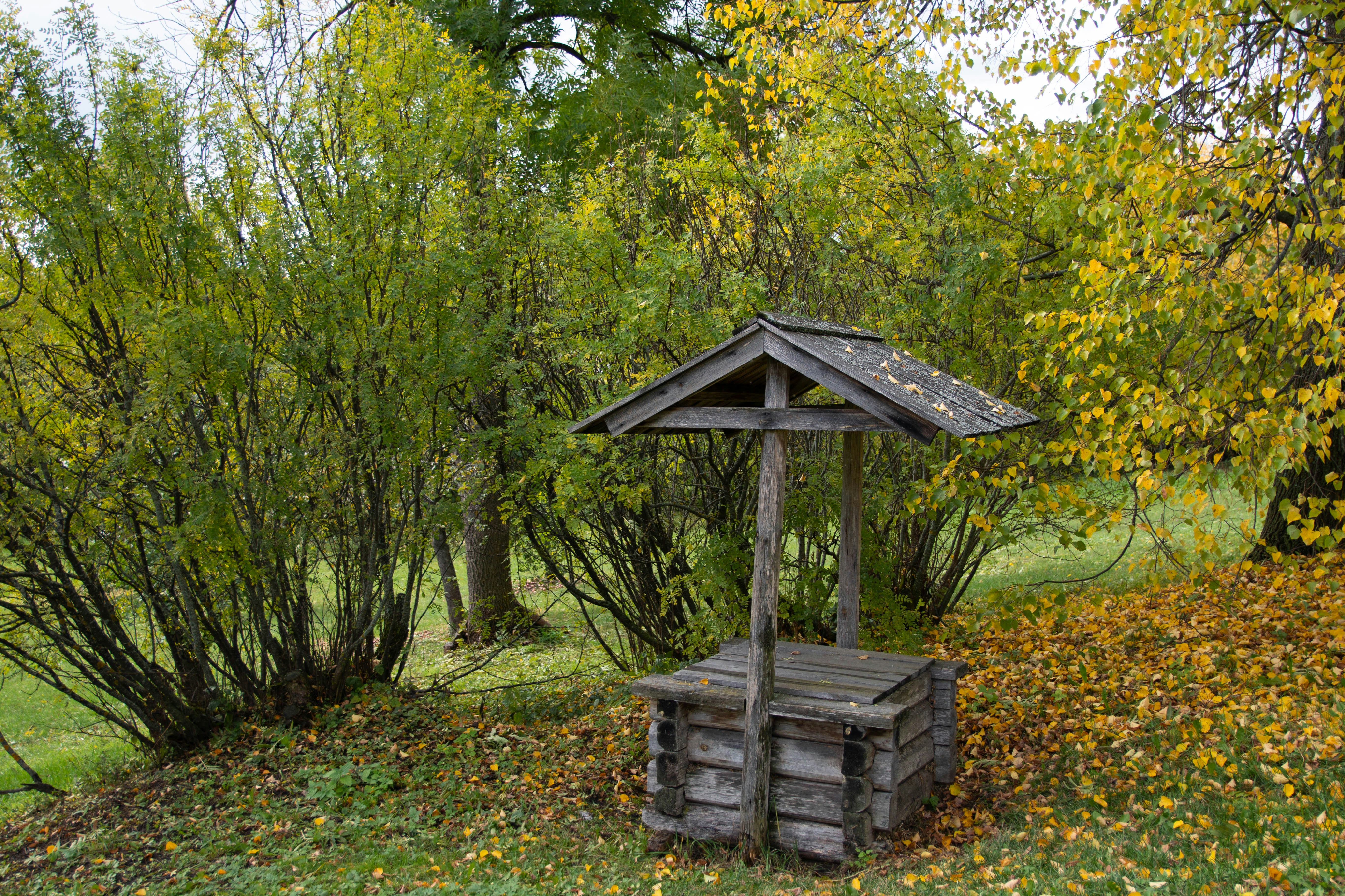 Foto Una letrina de madera en medio de un bosque – Imagen Большое ...