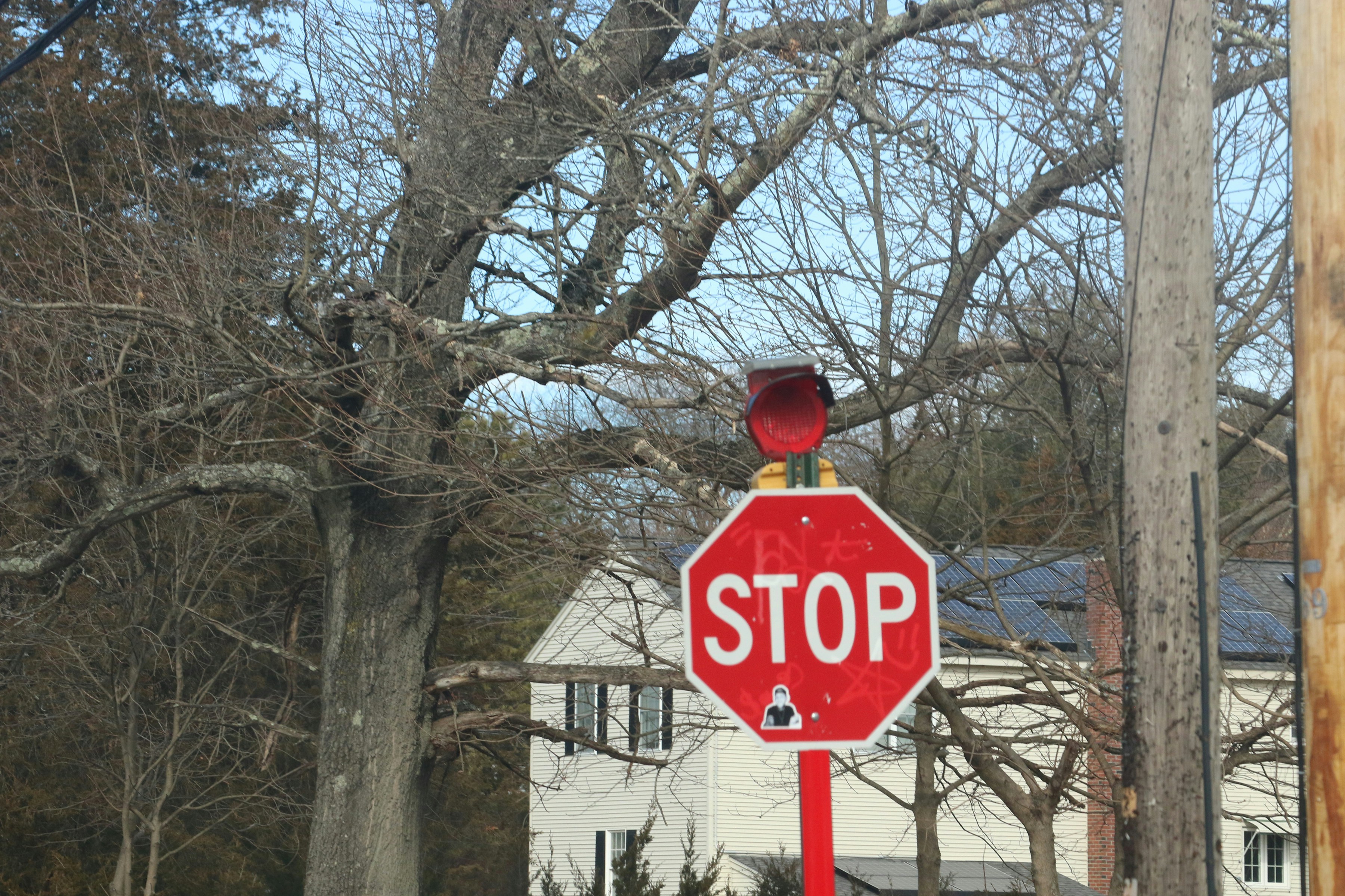 Winter's Red Sentinel: Stop Sign Framed by Bare Trees