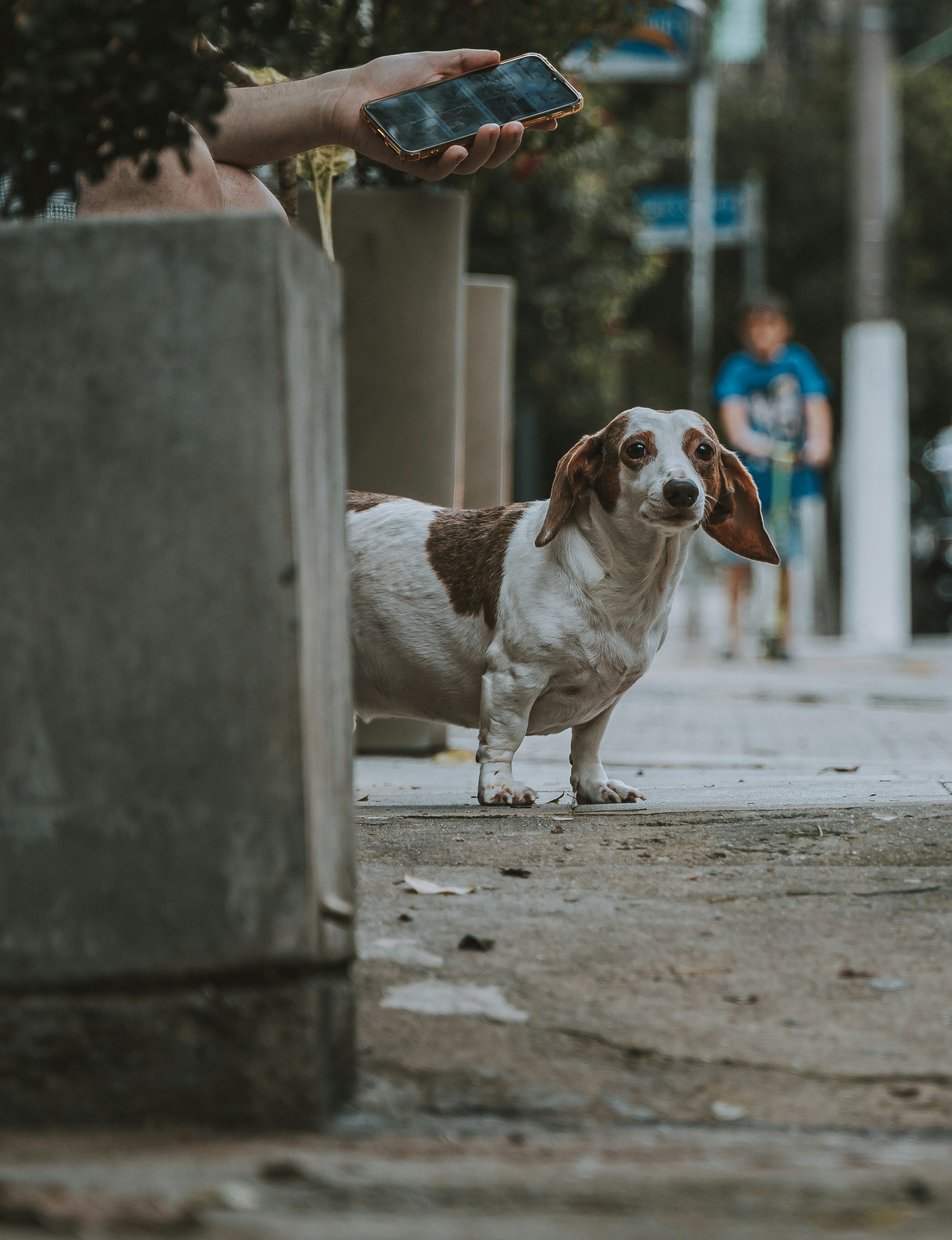 A Curious Beagle on Bumpy Sidewalk with a Glimmering Smartphone