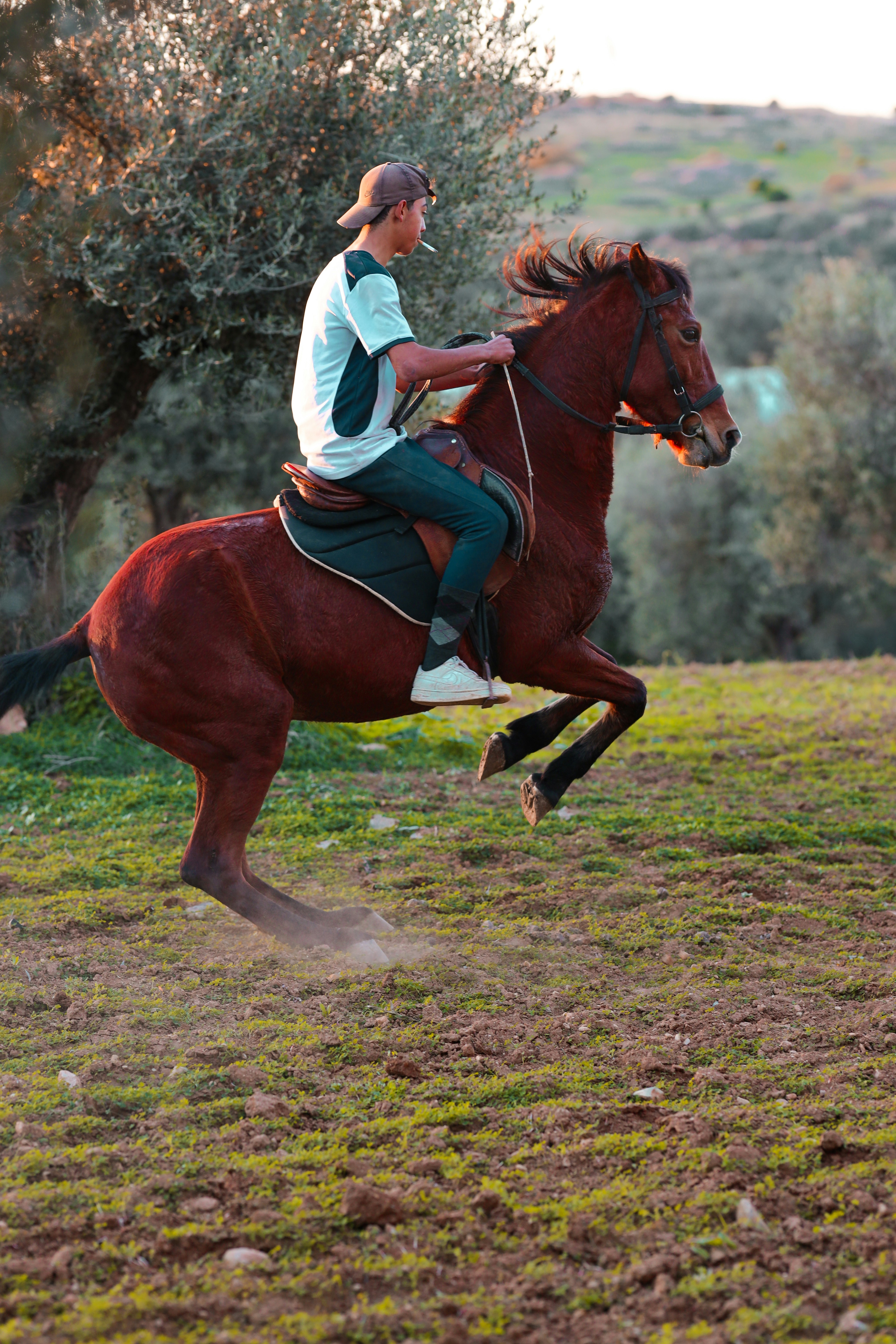 Golden Hour Gallop: A Rider Commands a Chestnut Horse in a Dusty Field
