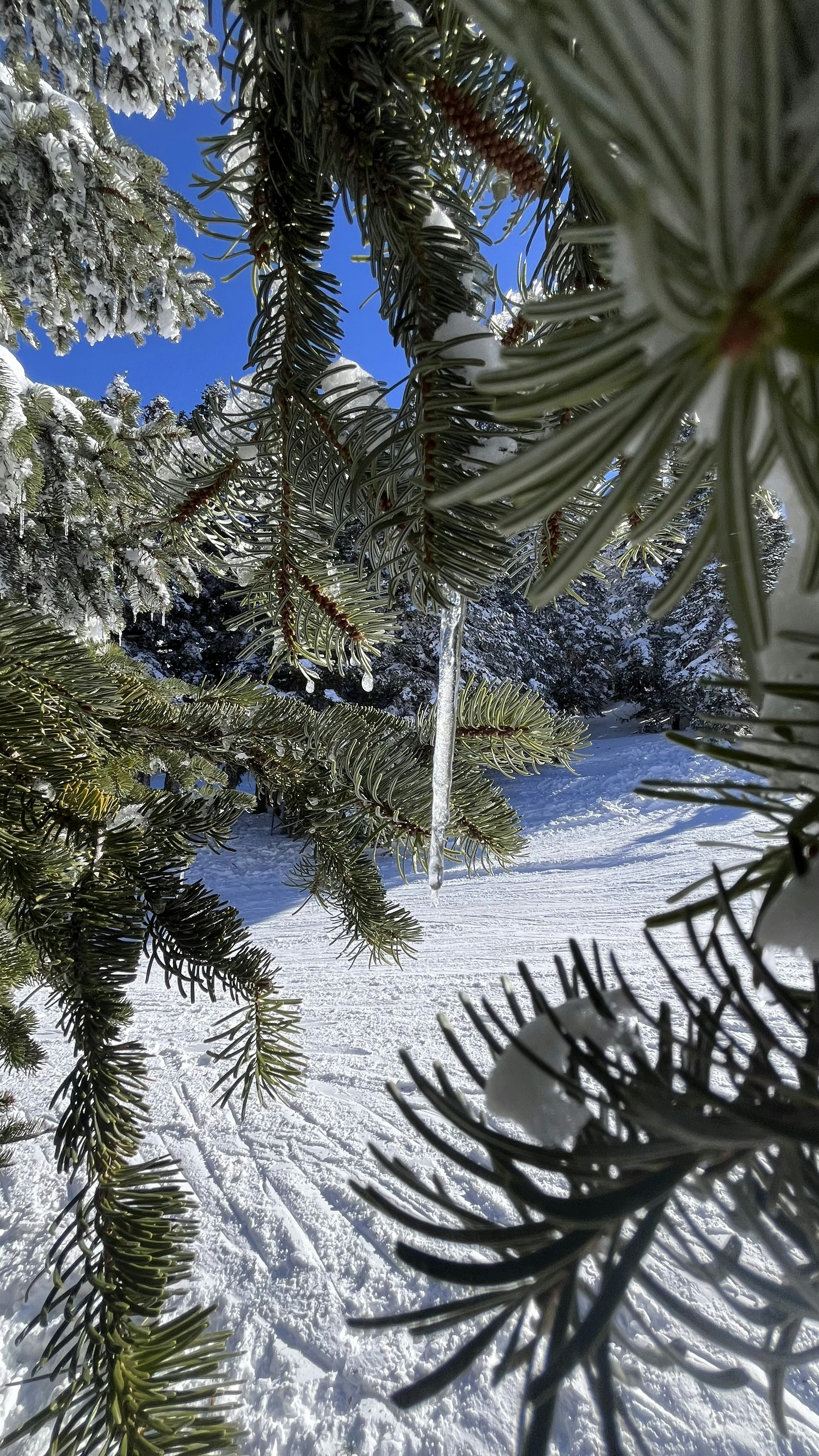 Icicle Pendant in a Snow-Kissed Pine Under a Cobalt Winter Sky