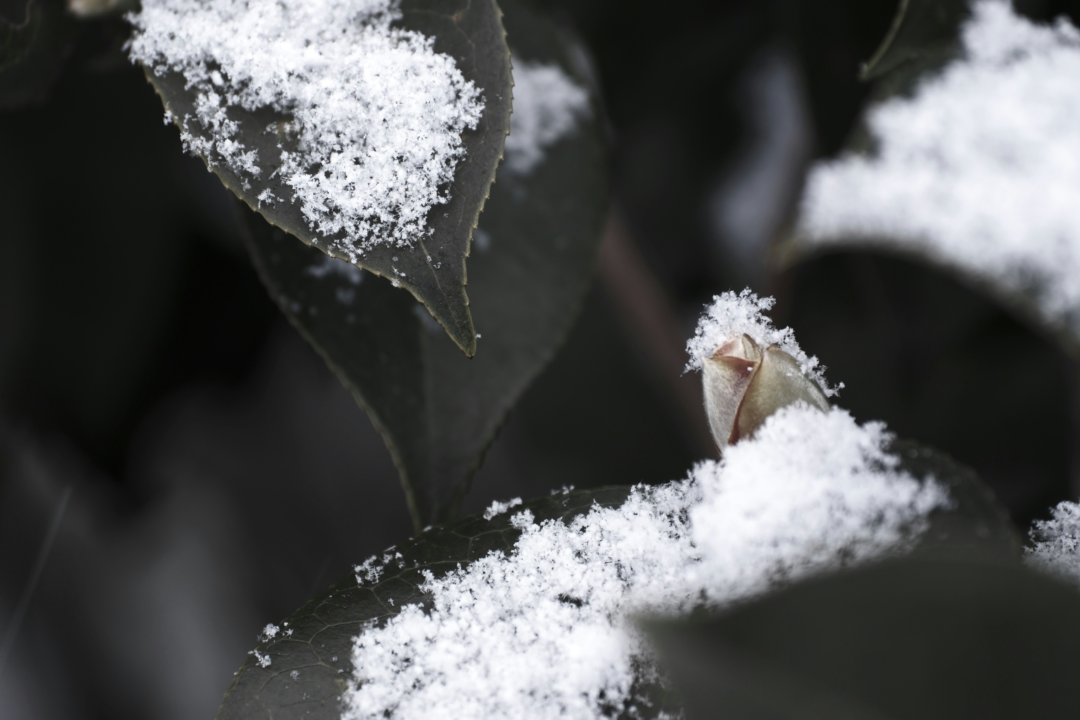 Snow-Grain Edges: A Frost-Laced Moment on Evergreen Leaves