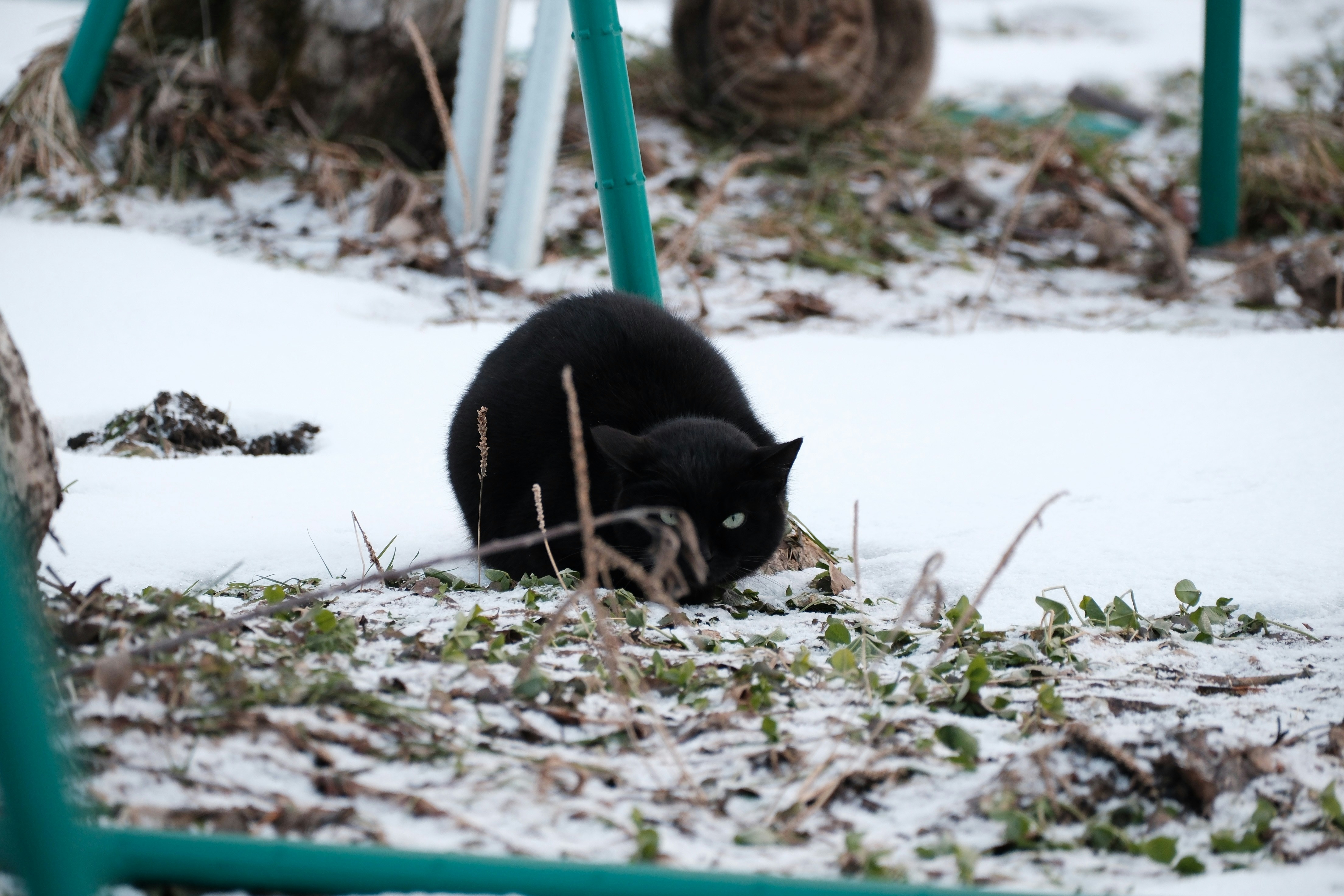 Black Velvet in Snow: A Quiet Prowl Through Green Metal Rails