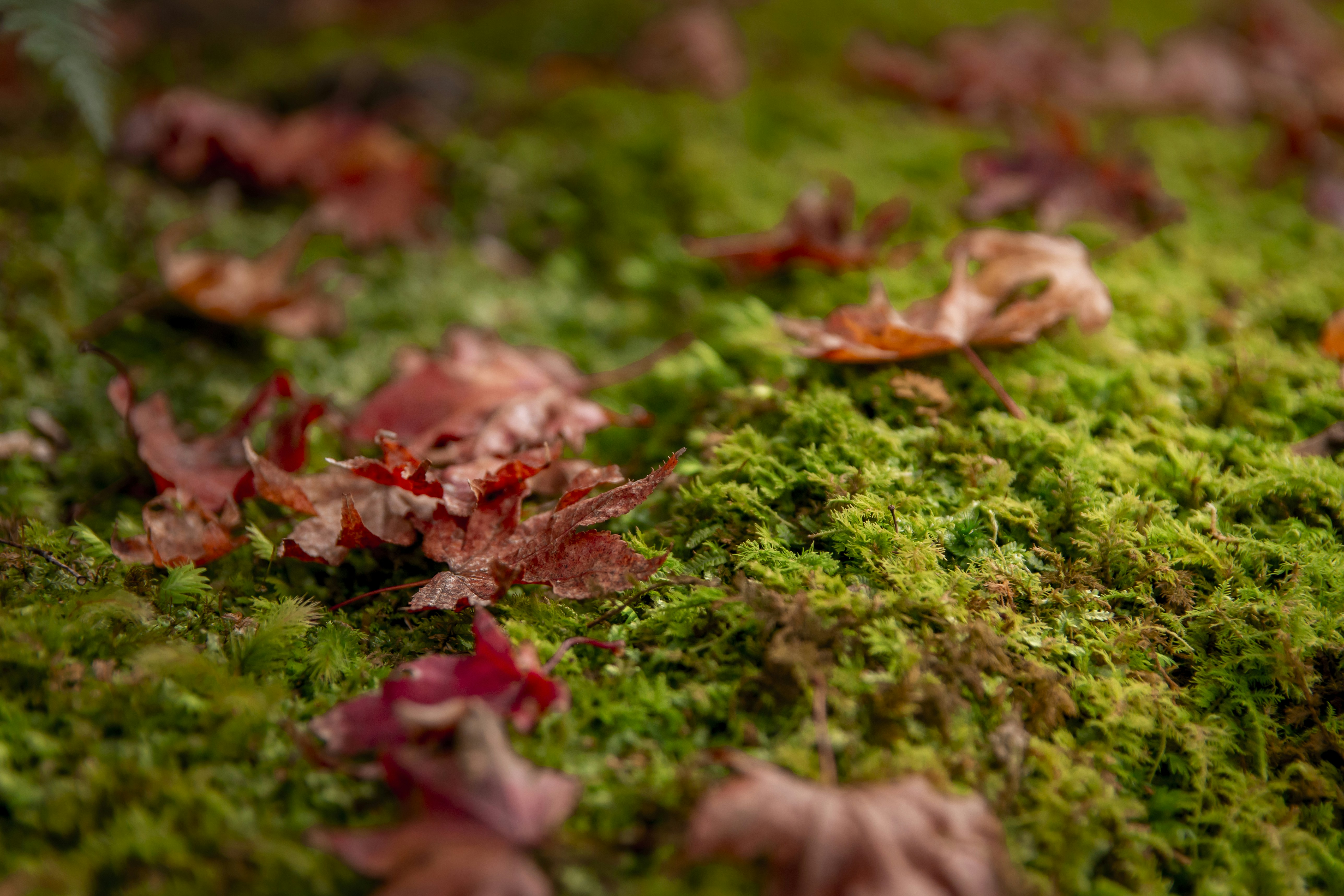 Velvet Moss and Fallen Leaves: A Quiet Study in Texture