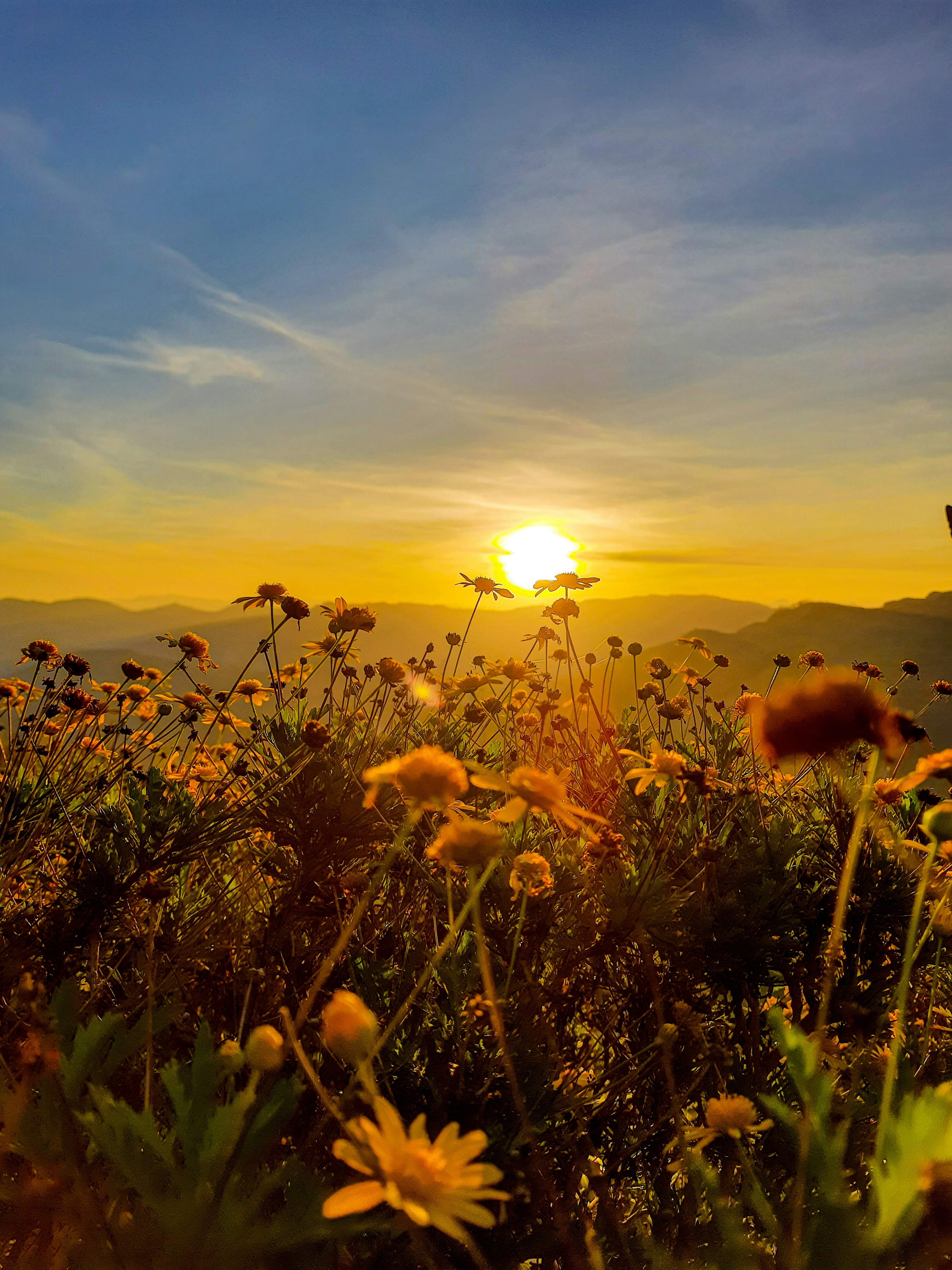 Photo by Dilani Wickramanayake with Samsung Galaxy M31