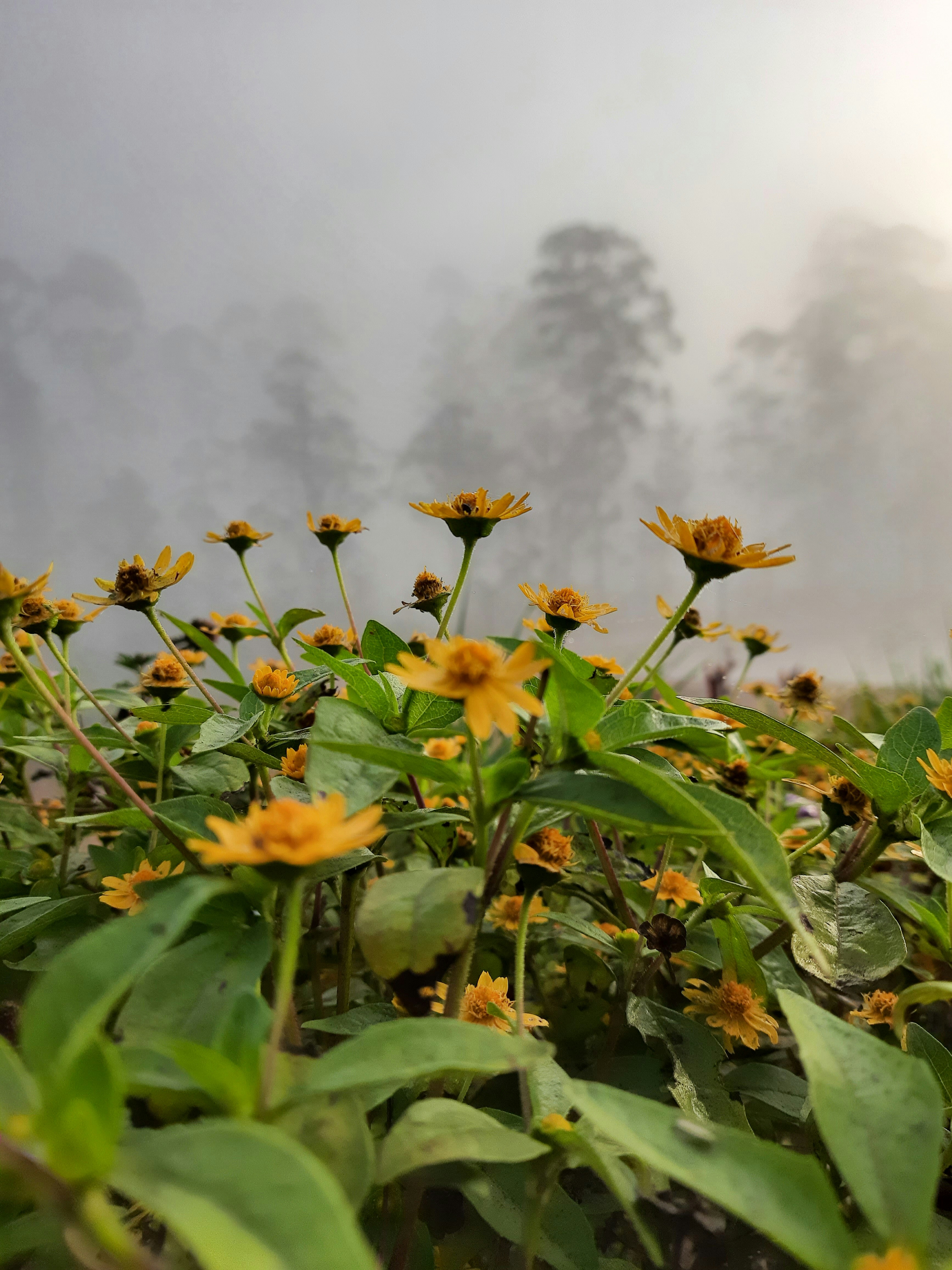 Golden Zinnias Break Through the Morning Mist