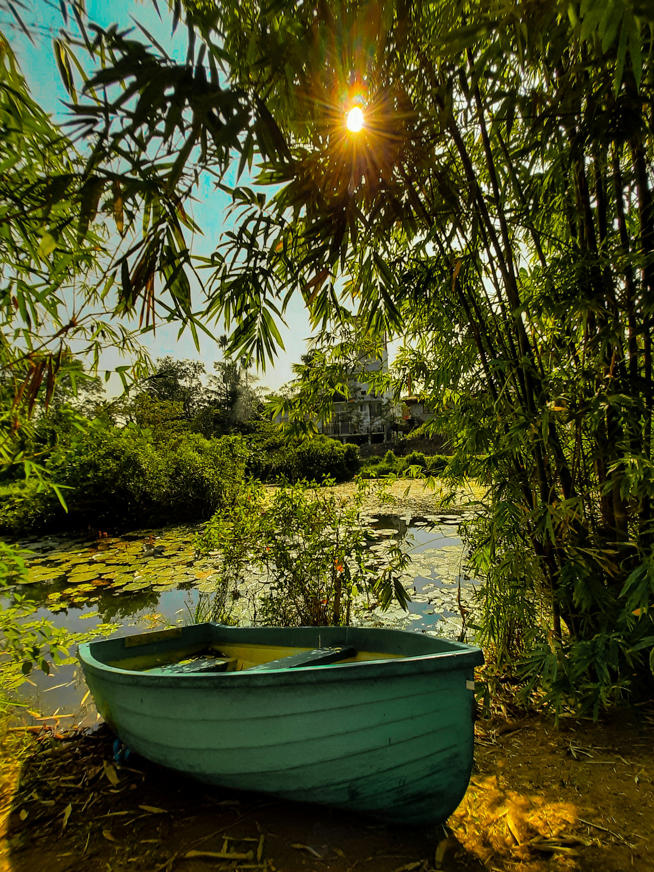 Sunlit Boat on a Tranquil Pond Framed by Bamboo