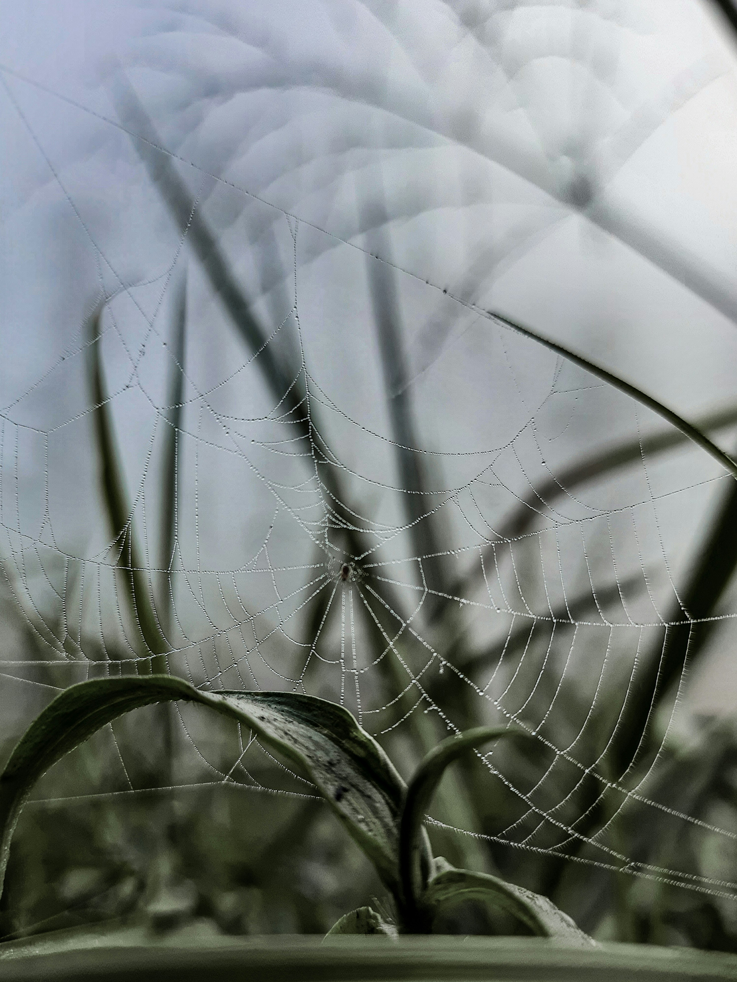 Intricate spider web glistening with dew, framed by tall grass in a misty setting.