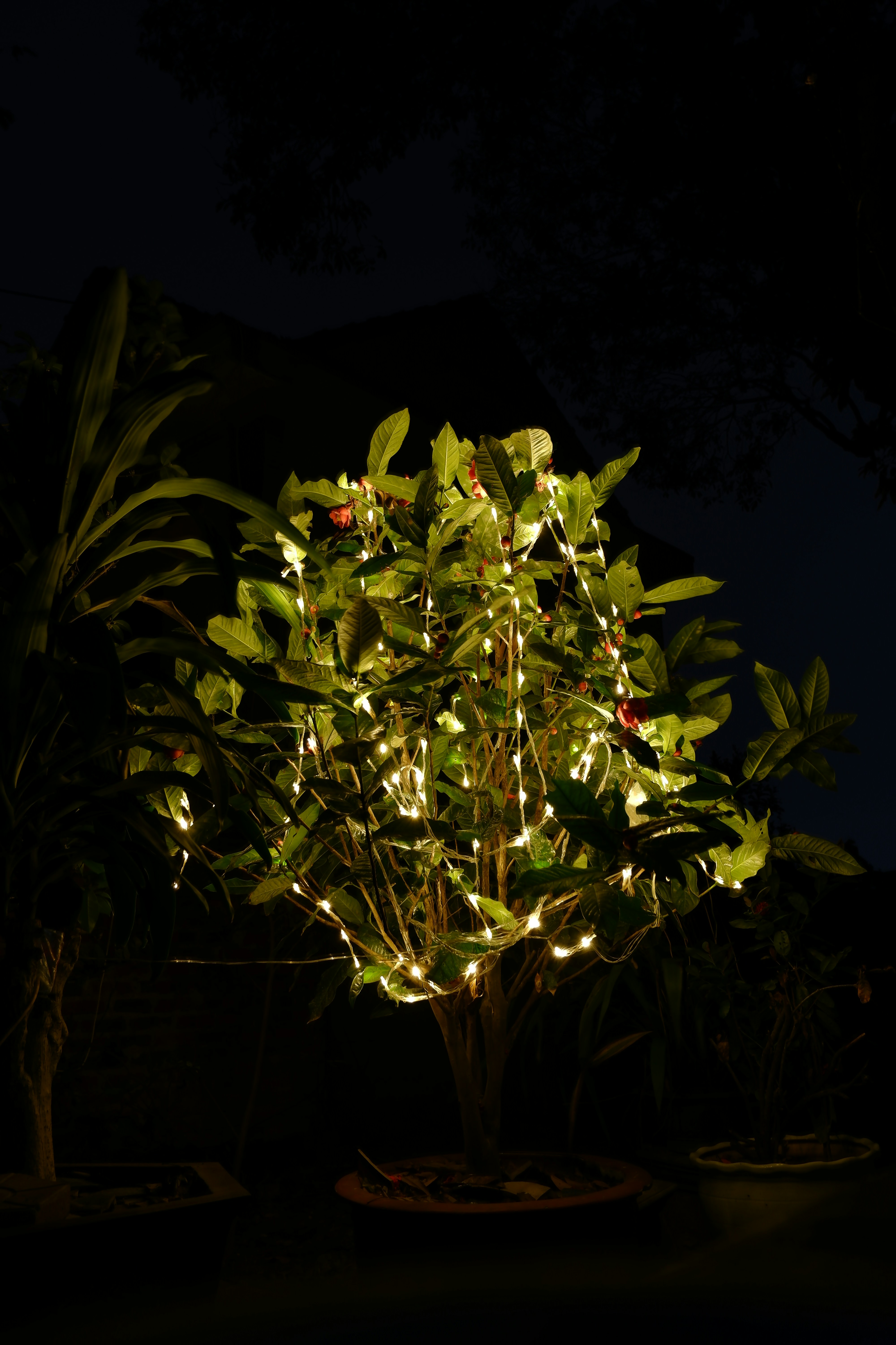A lit up tree in a pot in the dark photo – Free Flower Image on Unsplash