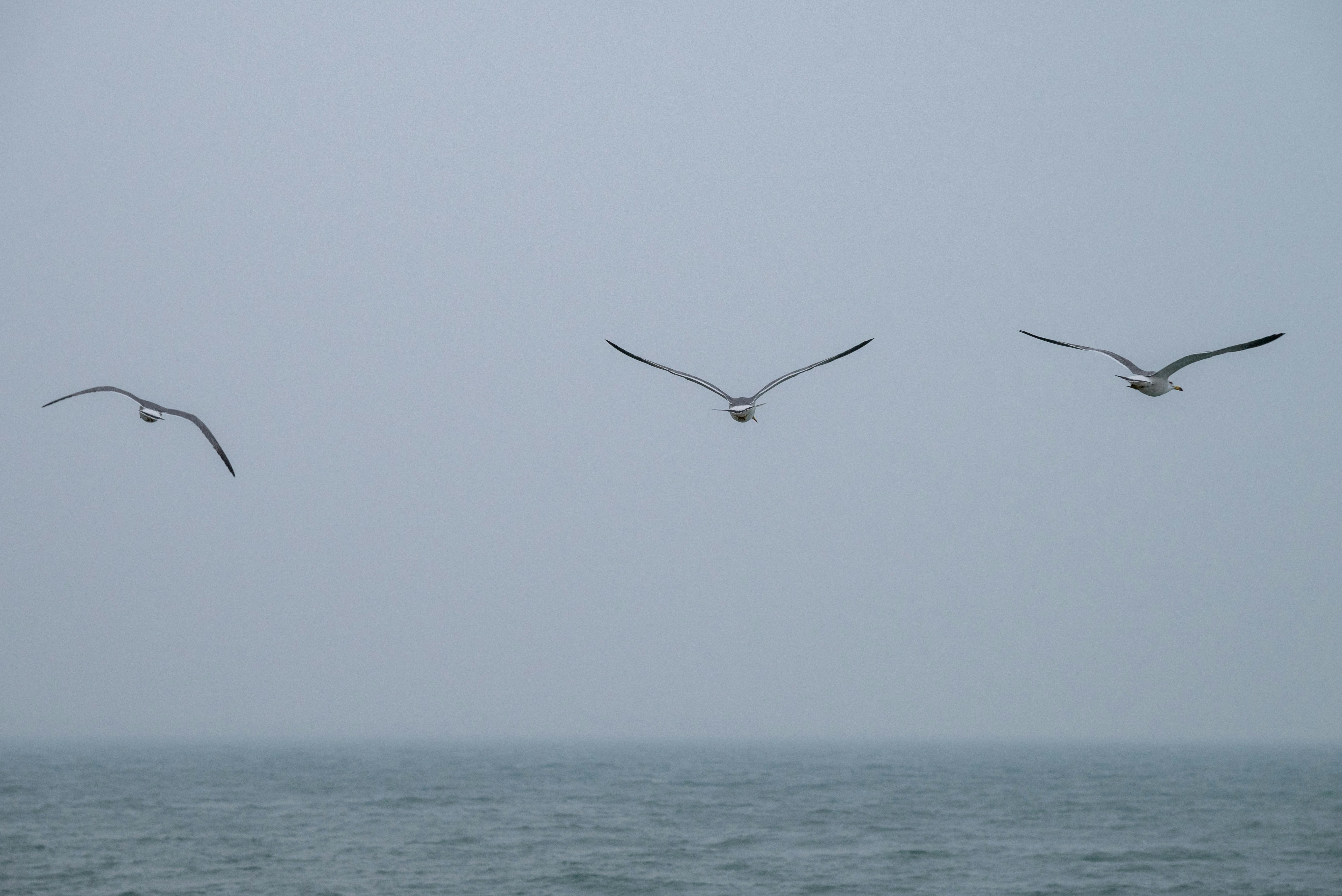 Midair Trio: Gull Flight Over a Pale Sea Horizon