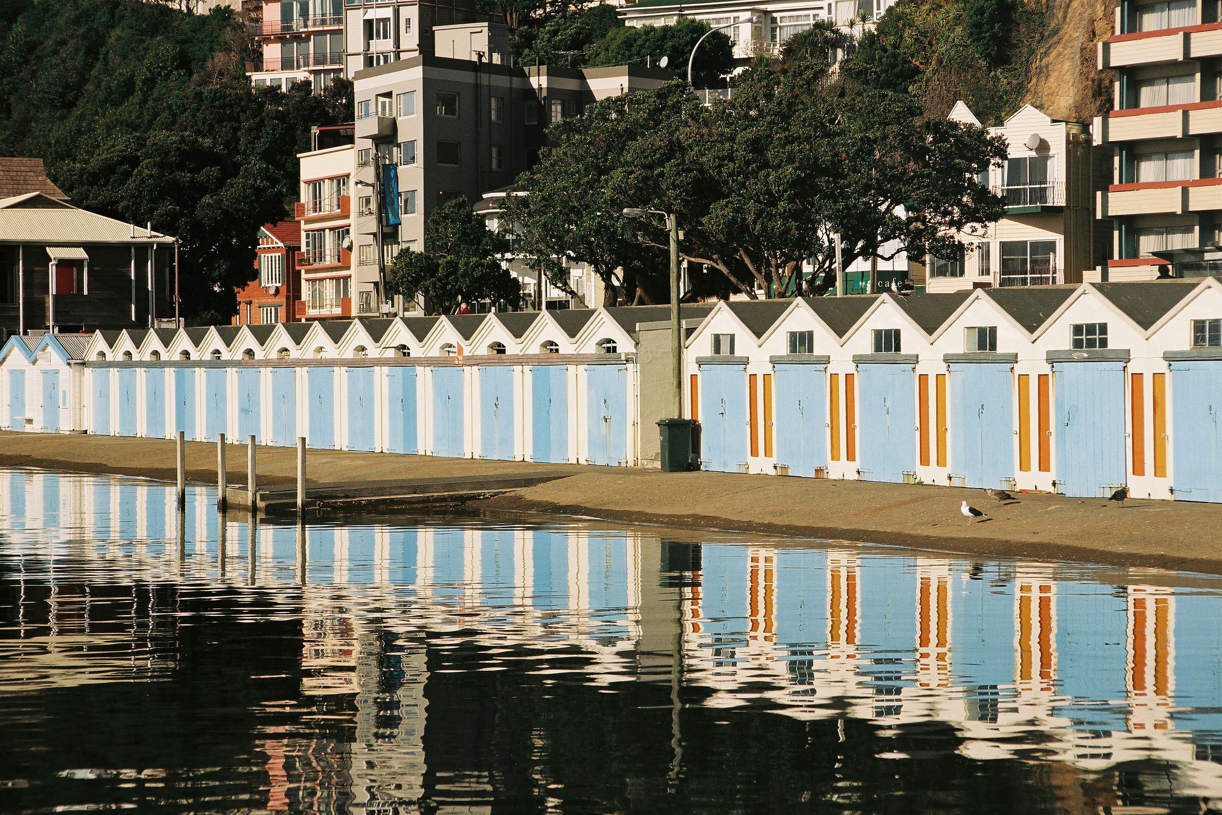 Row of pastel blue and white beach huts along a calm shoreline, their doors reflected in the still water. Behind them rise trees and residential buildings, adding urban contrast to the tranquil scene.