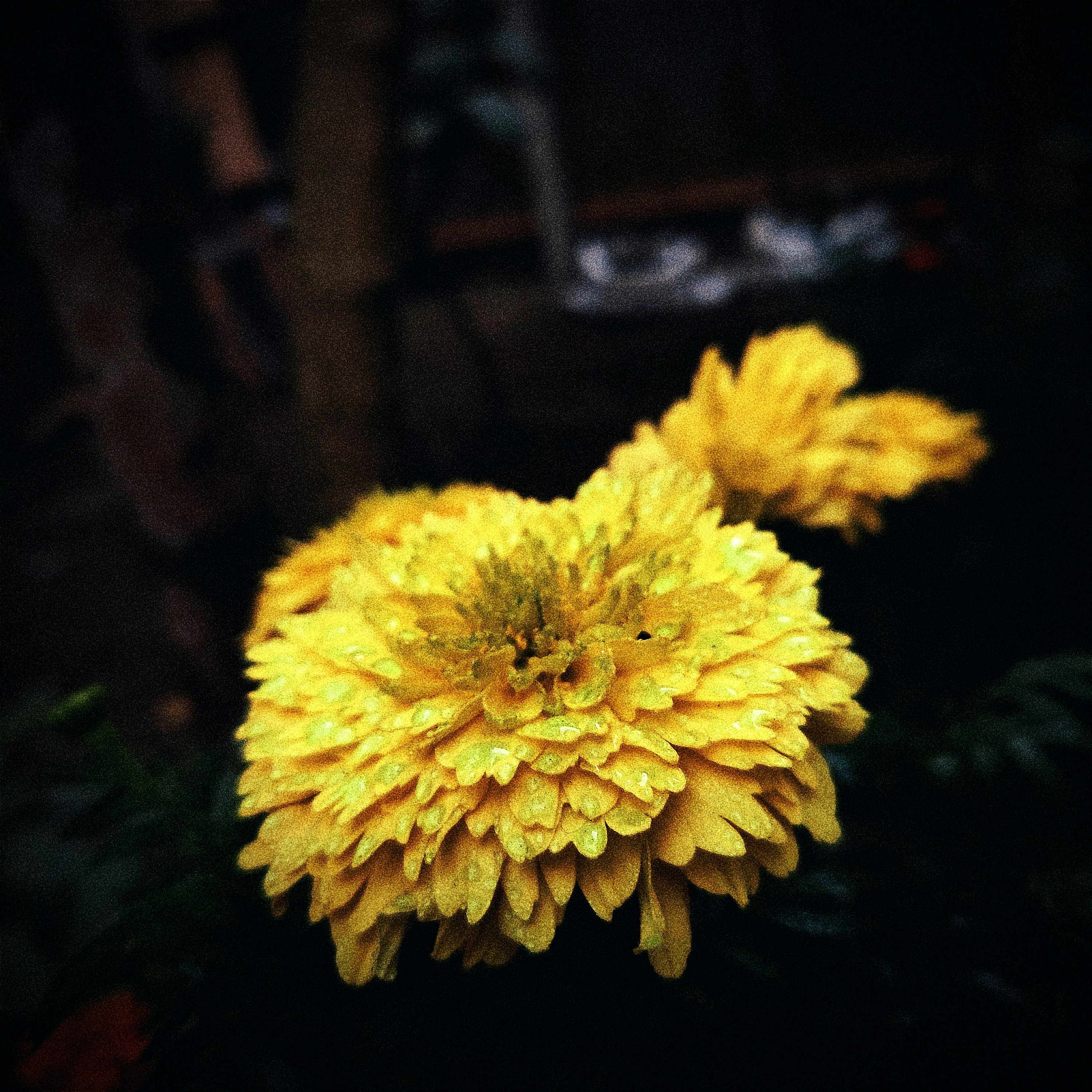 Dew-Kissed Chrysanthemum in Velvet Shadow