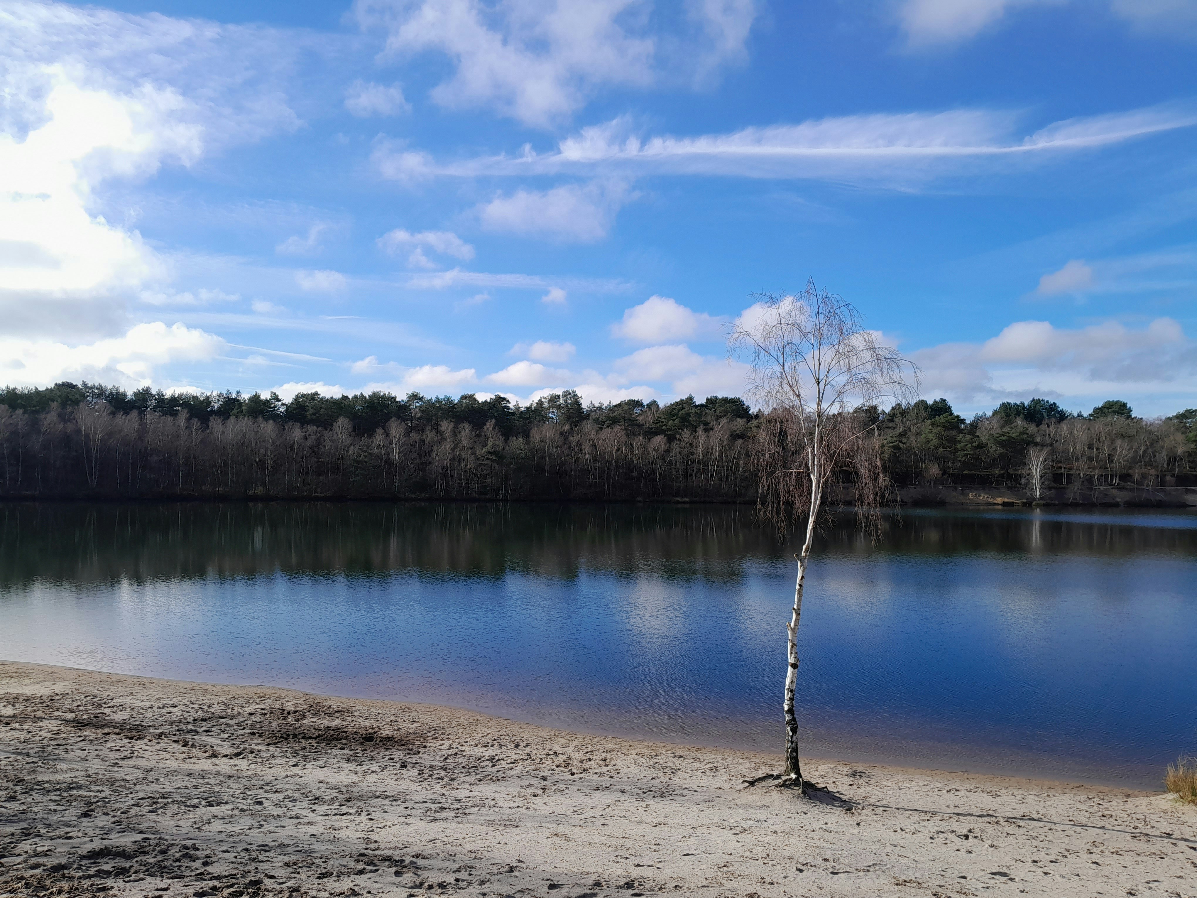 Bare tree standing on a lakeshore under a bright blue sky with scattered clouds.