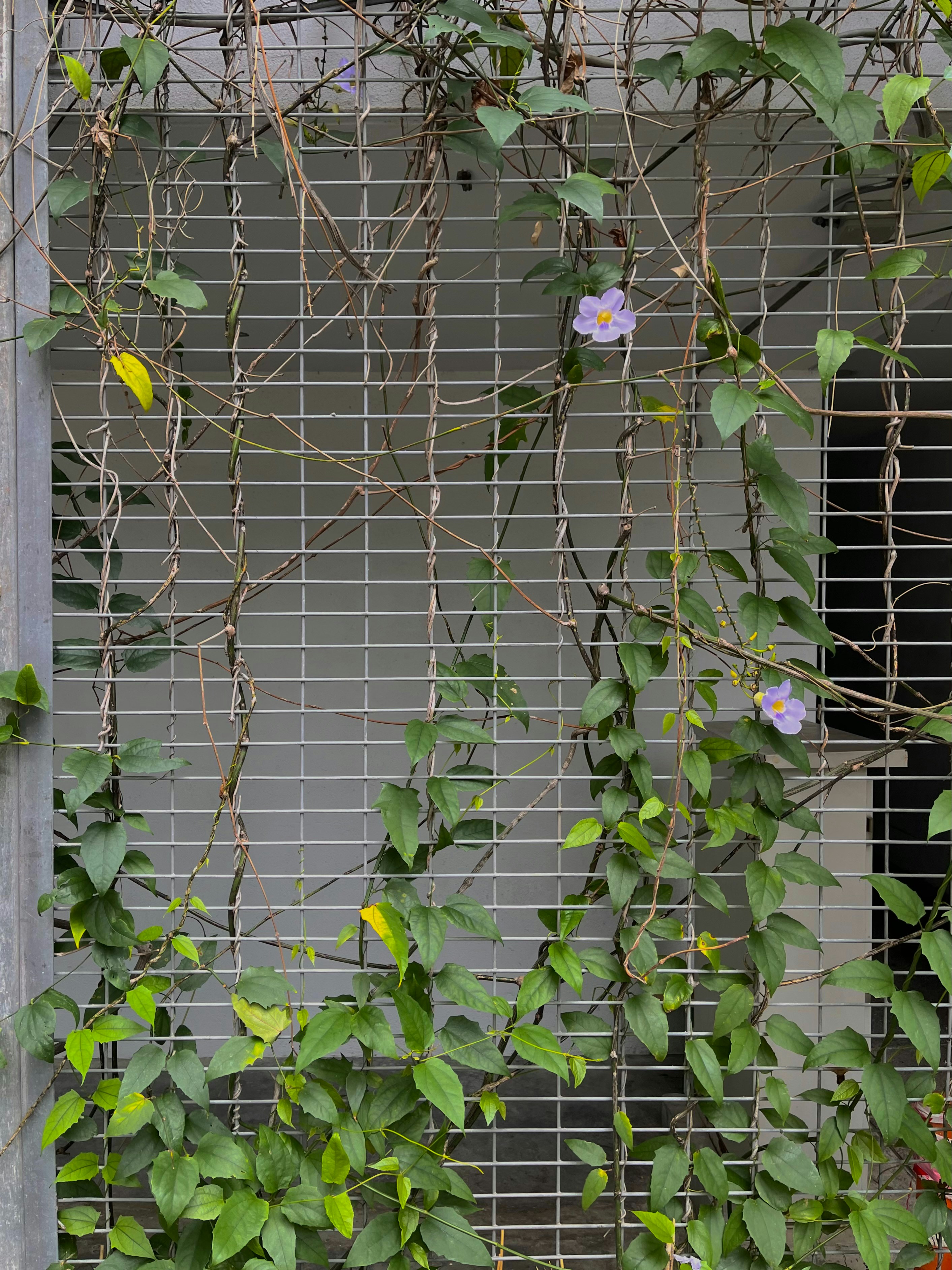 Morning Glory Lattice: Purple Bloom Clinging to a Metal Grid