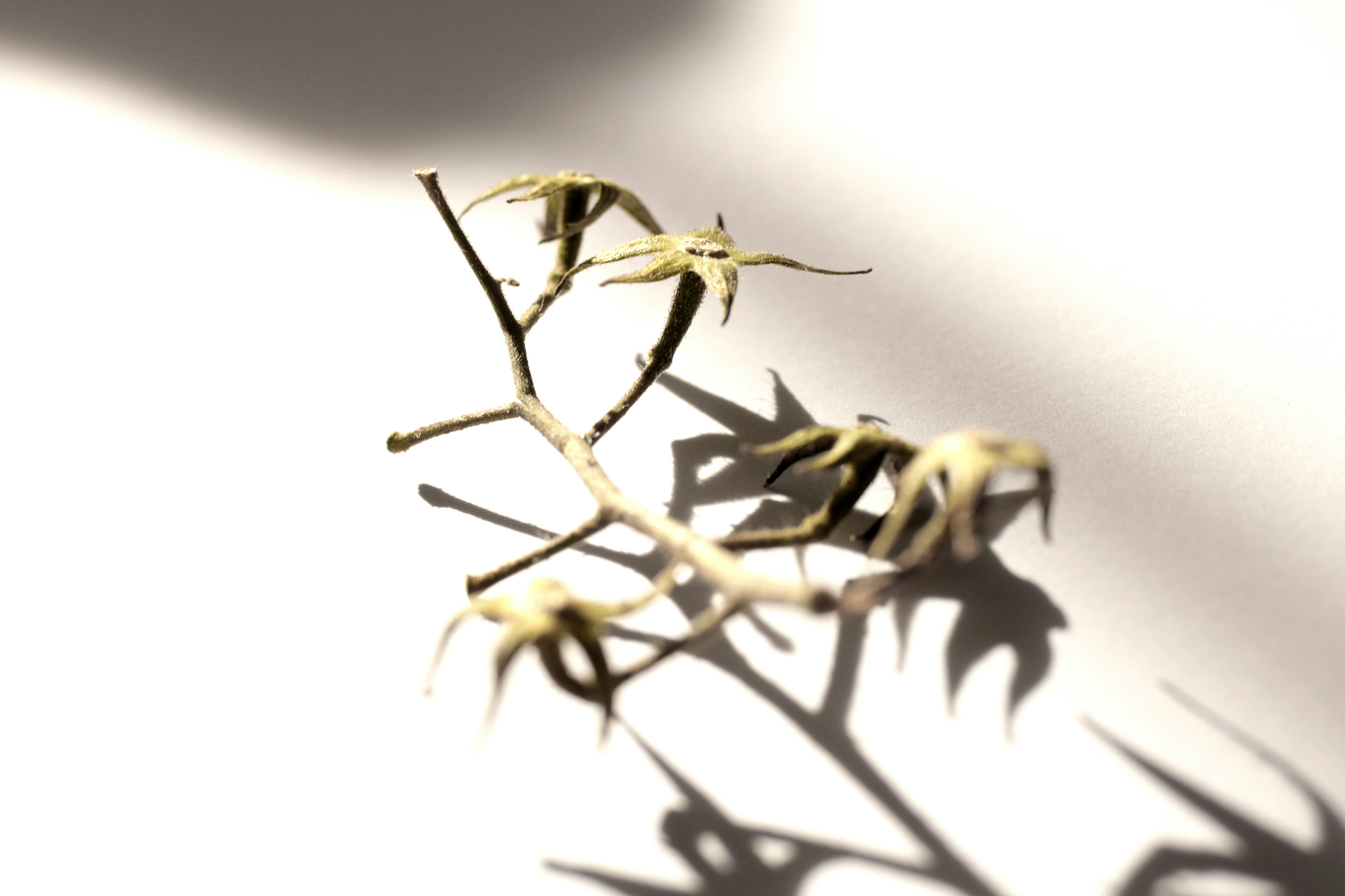 Twigs Pictures | Download Free Images on Unsplash