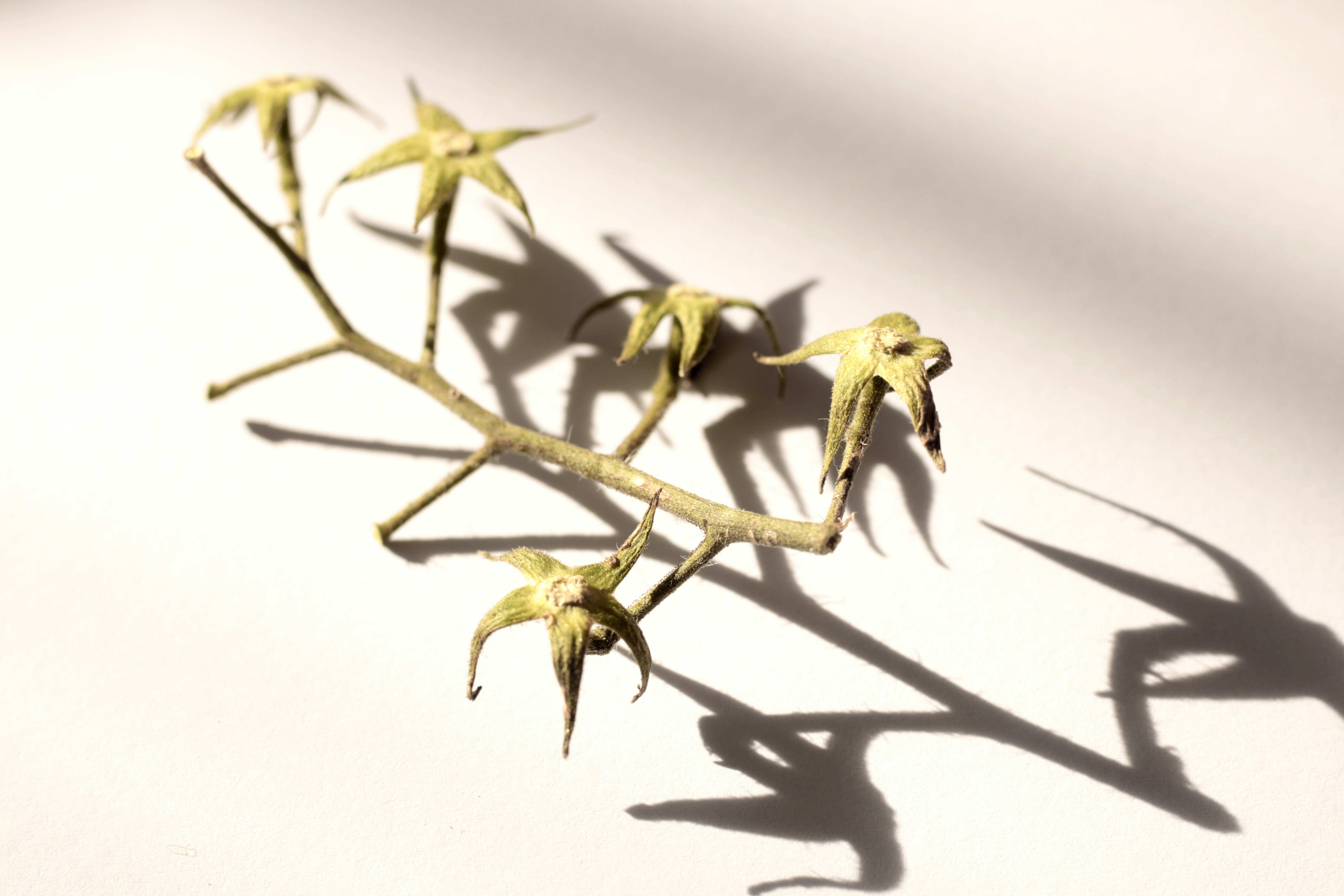 Twigs Pictures | Download Free Images on Unsplash