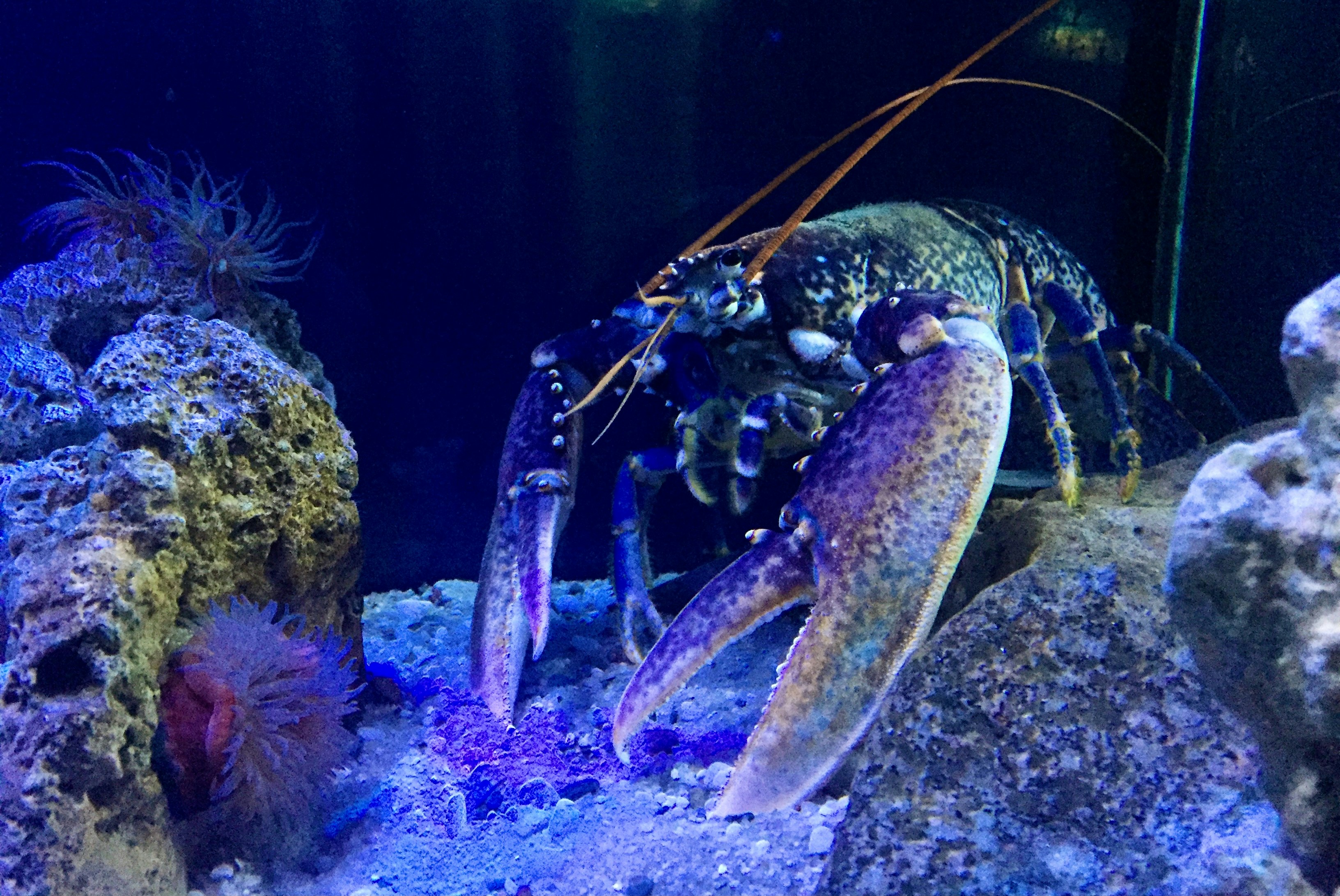A close up of a lobster in an aquarium photo – Free Food Image on Unsplash