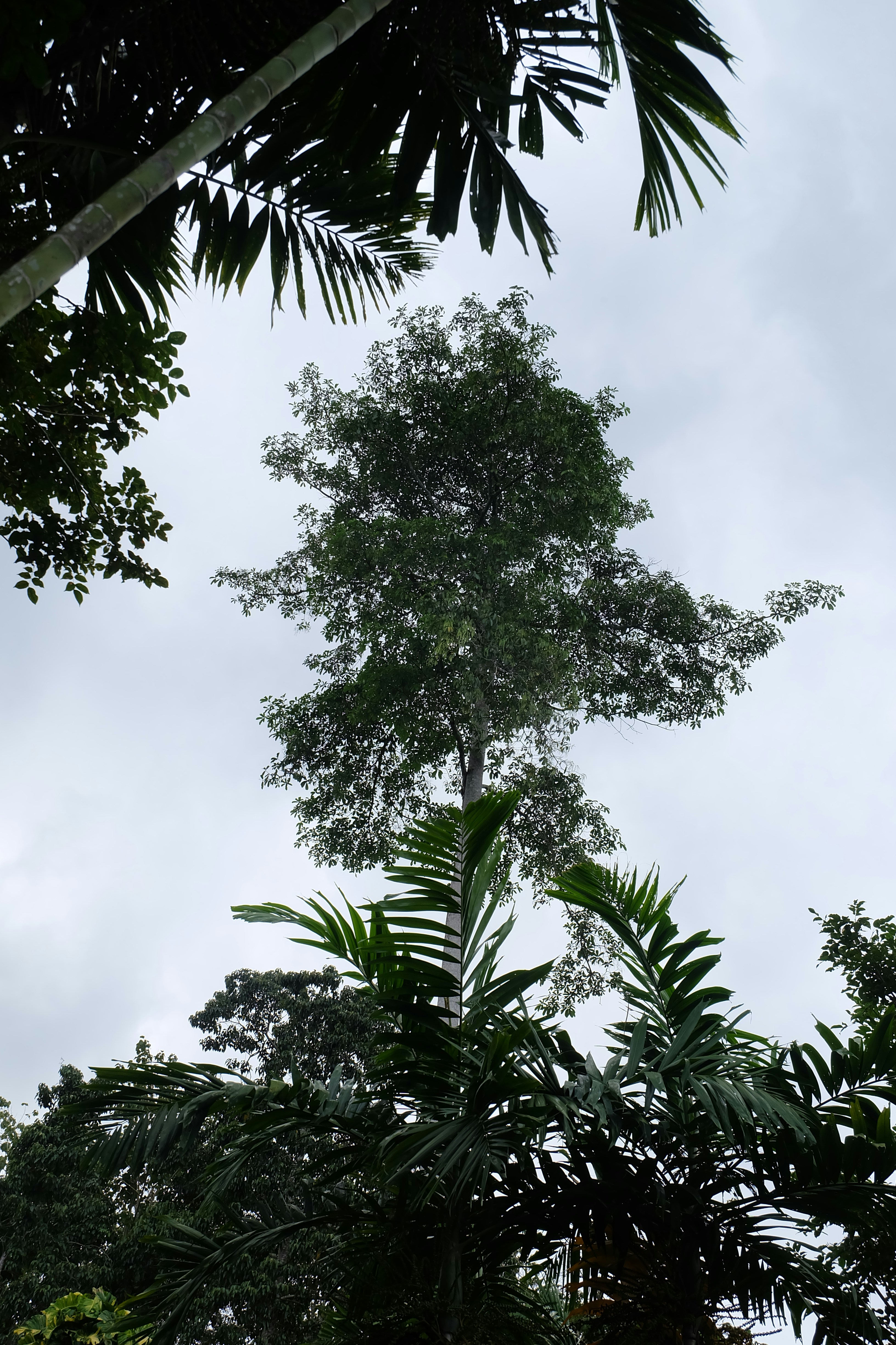 Tall tree framed by lush foliage under an overcast sky.