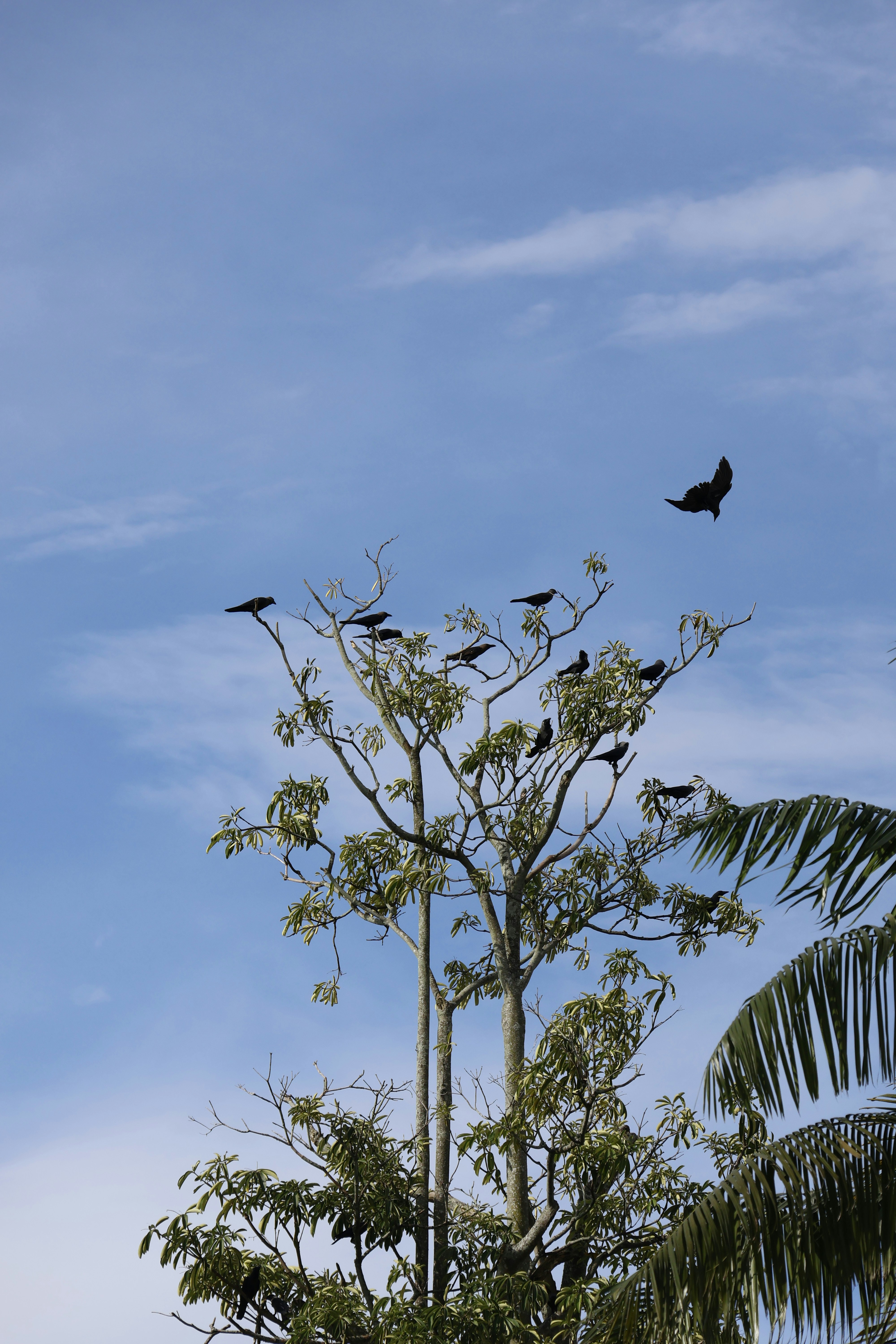 crows on a tree, contrasted by the bluish sky