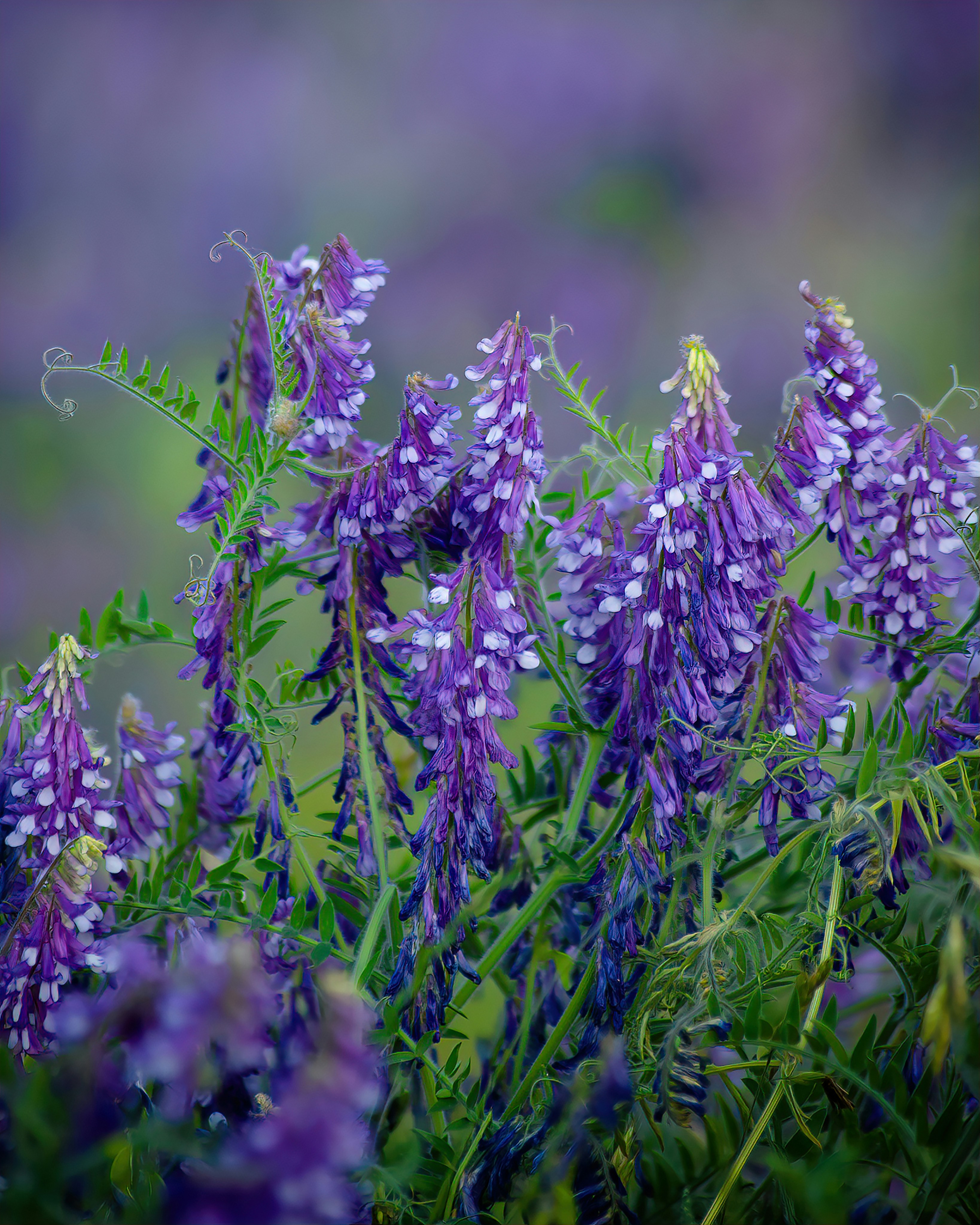 Lupine Spires in a Velvet Purple Field