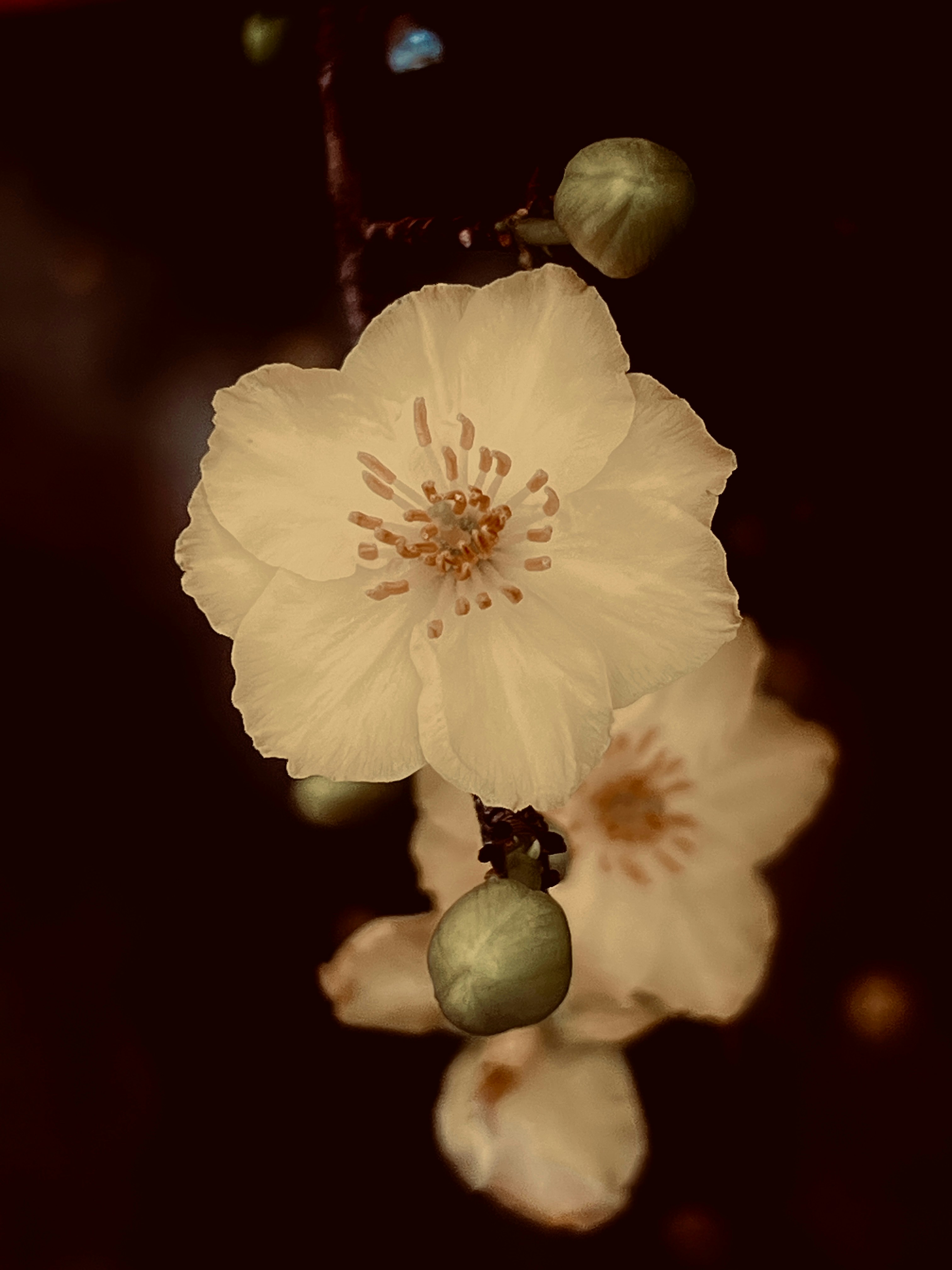 Ivory Blossom in Velvet Sepia: close-up of a pale flower with a warm tonal glow